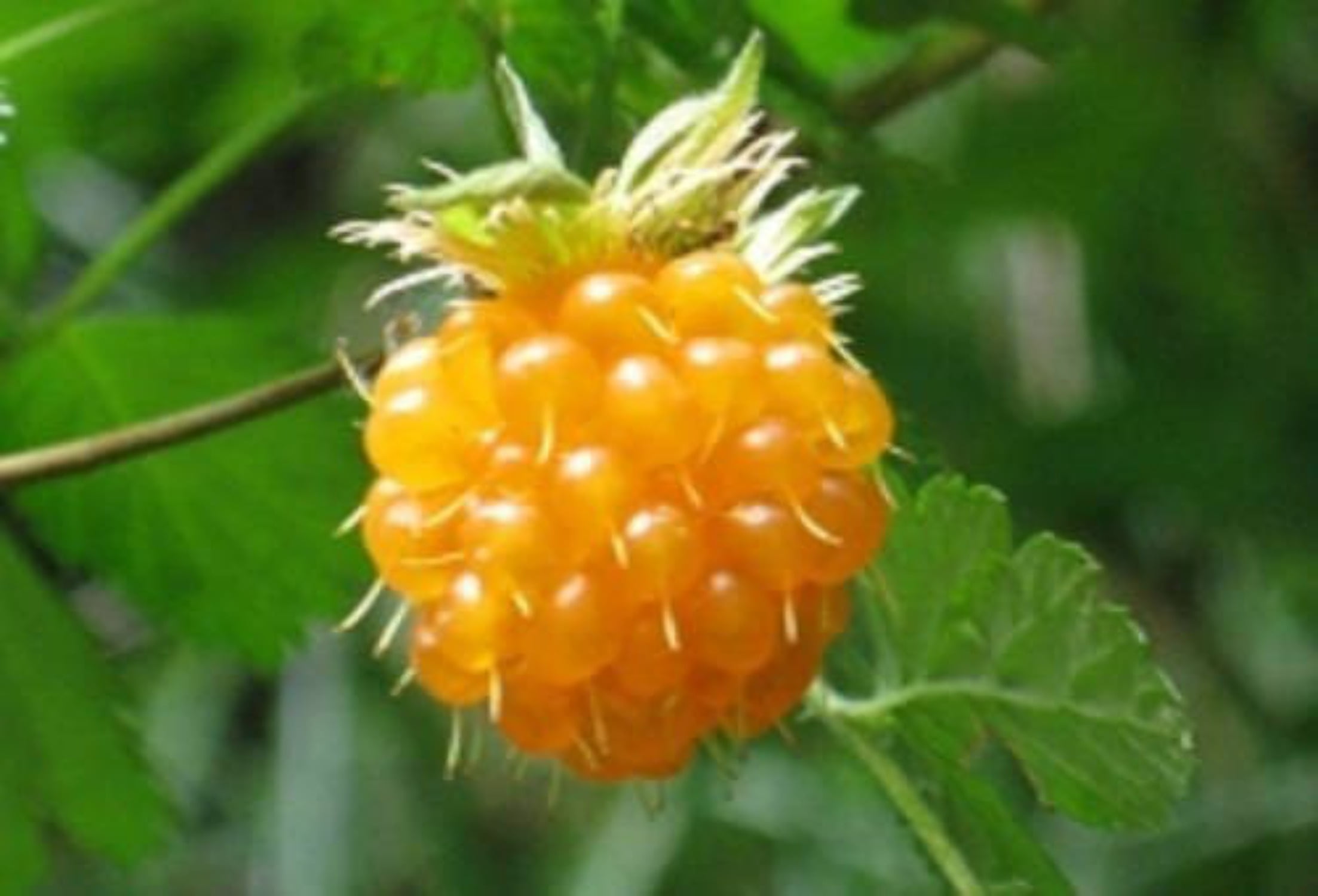 20 SALMONBERRY RUSSIAN RASPBERRY Rubus Spectabilis Fruit Seeds Purple ...
