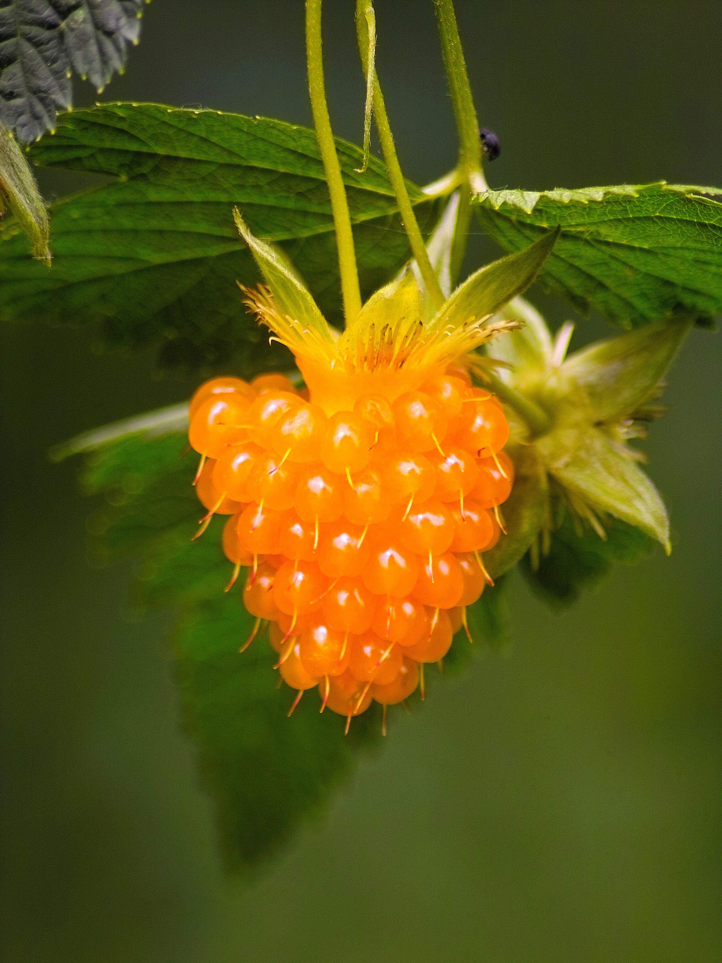 20 SALMONBERRY RUSSIAN RASPBERRY Rubus Spectabilis Fruit Seeds Purple ...