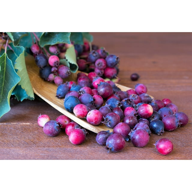 20 SASKATOON SERVICEBERRY aka Western, Pacific, Juneberry, Shadbush ...
