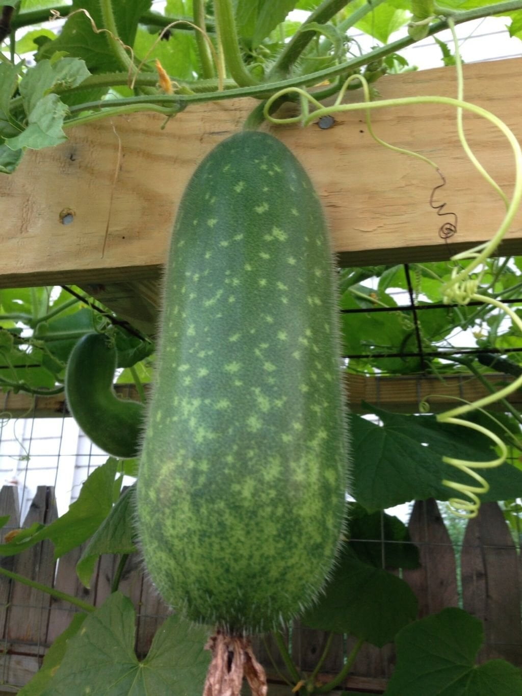 20 SEEDS ASIAN HAIRY GOURD/WAX GOURD/ MVR1 BI DAO/ MOKWA LONG/ FUZZY ...