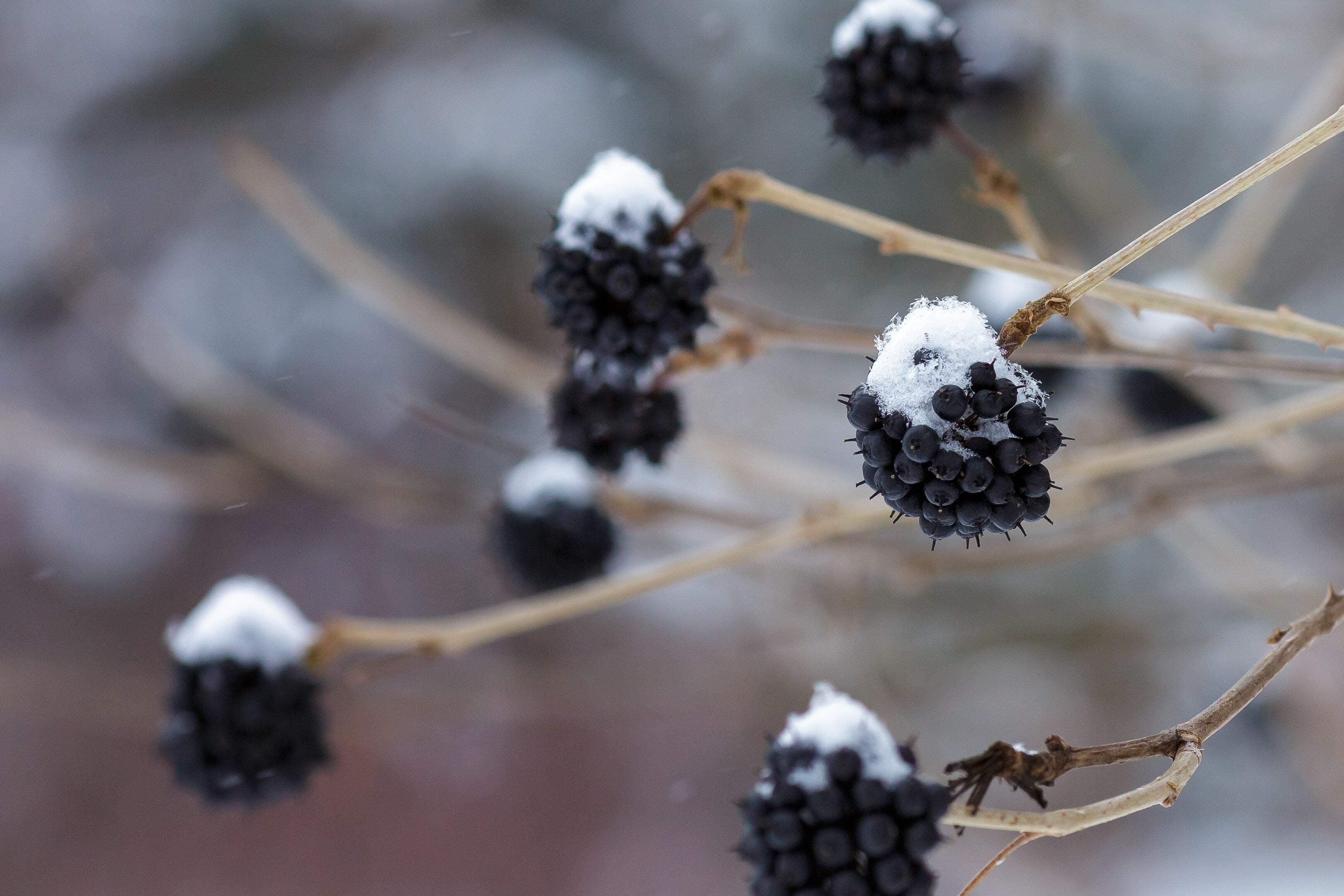 20 SIBERIAN GINSENG Eleutherococcus Senticosus Ci Wu Jia Herb Shrub ...
