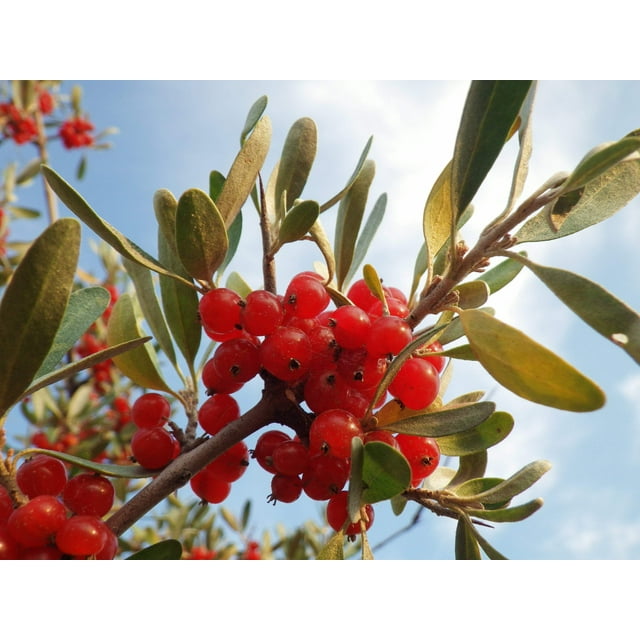20 SILVER BUFFALOBERRY Shepherdia Argentea Red Fruit Native Bullberry ...