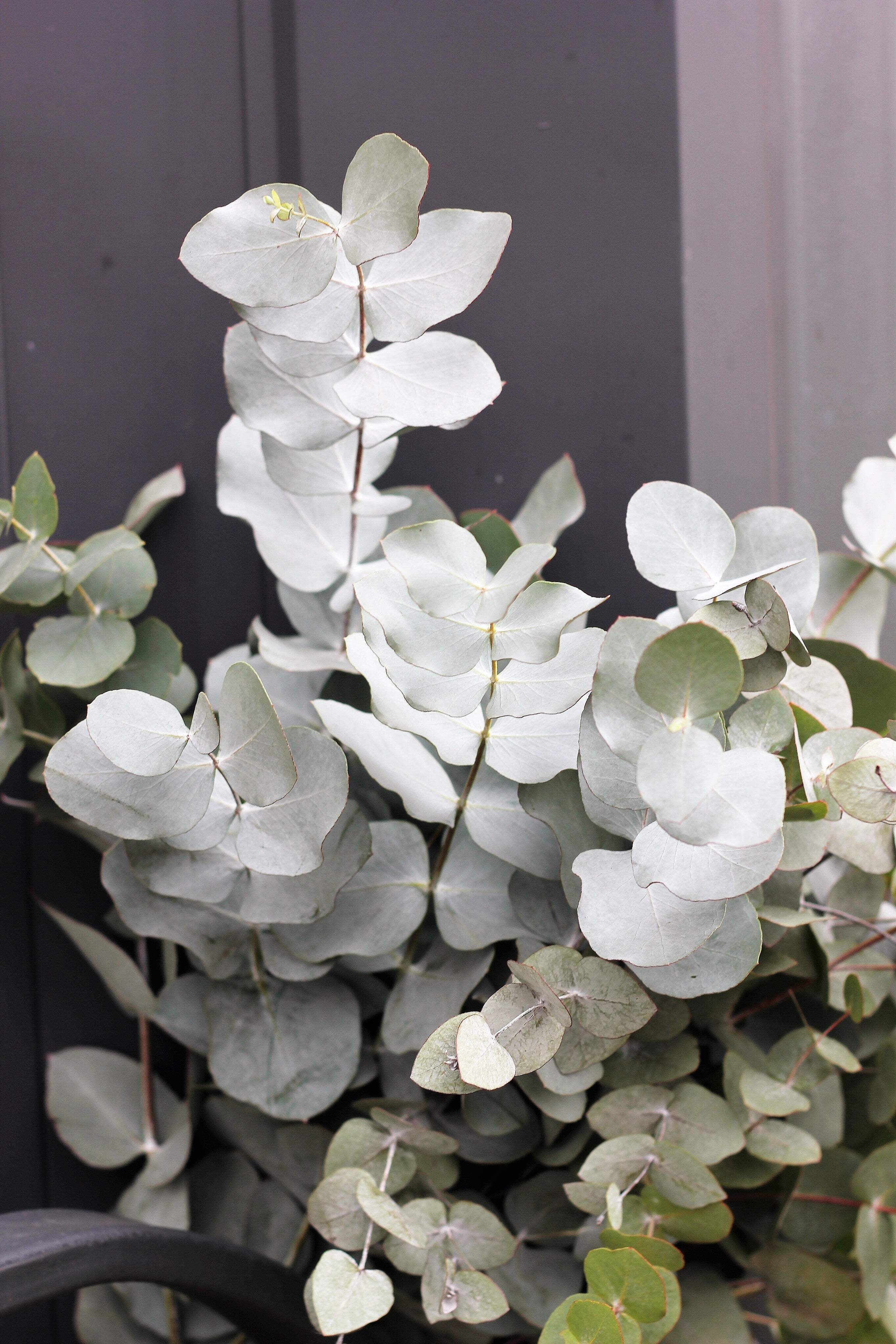 Seedville USA, 20 Silver Drop Eucalyptus Seeds, Silvery Blue Foliage ...