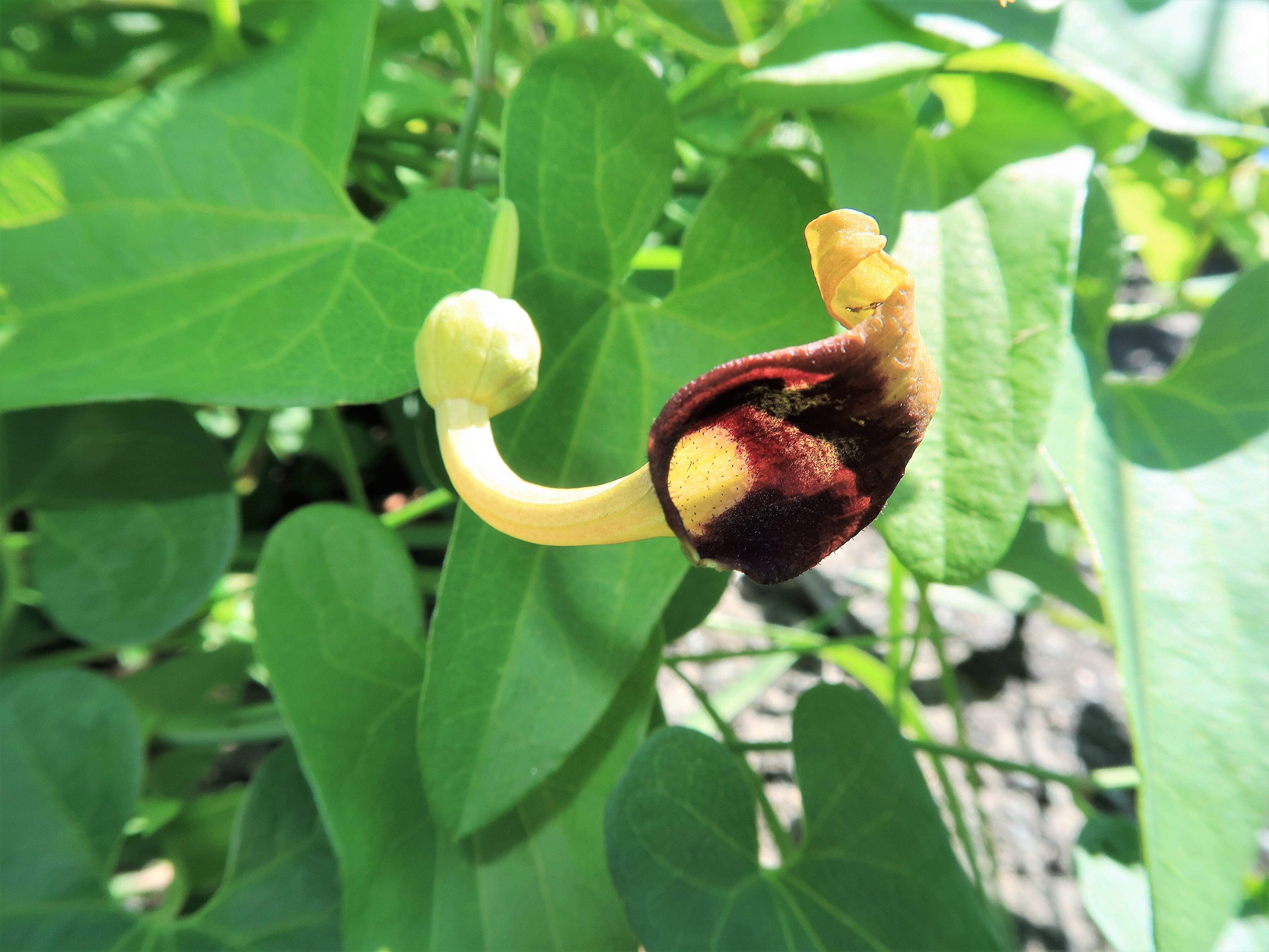 20 SLENDER DUTCHMAN'S PIPE Pipevine Aristolochia Debilis Deep Purple ...