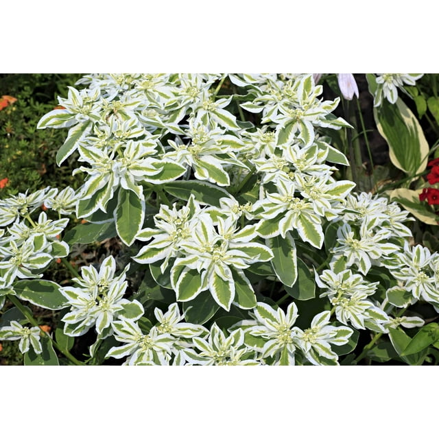 20 SNOW On THE MOUNTAIN Euphorbia Marginata Variegated Groundcover Sun ...
