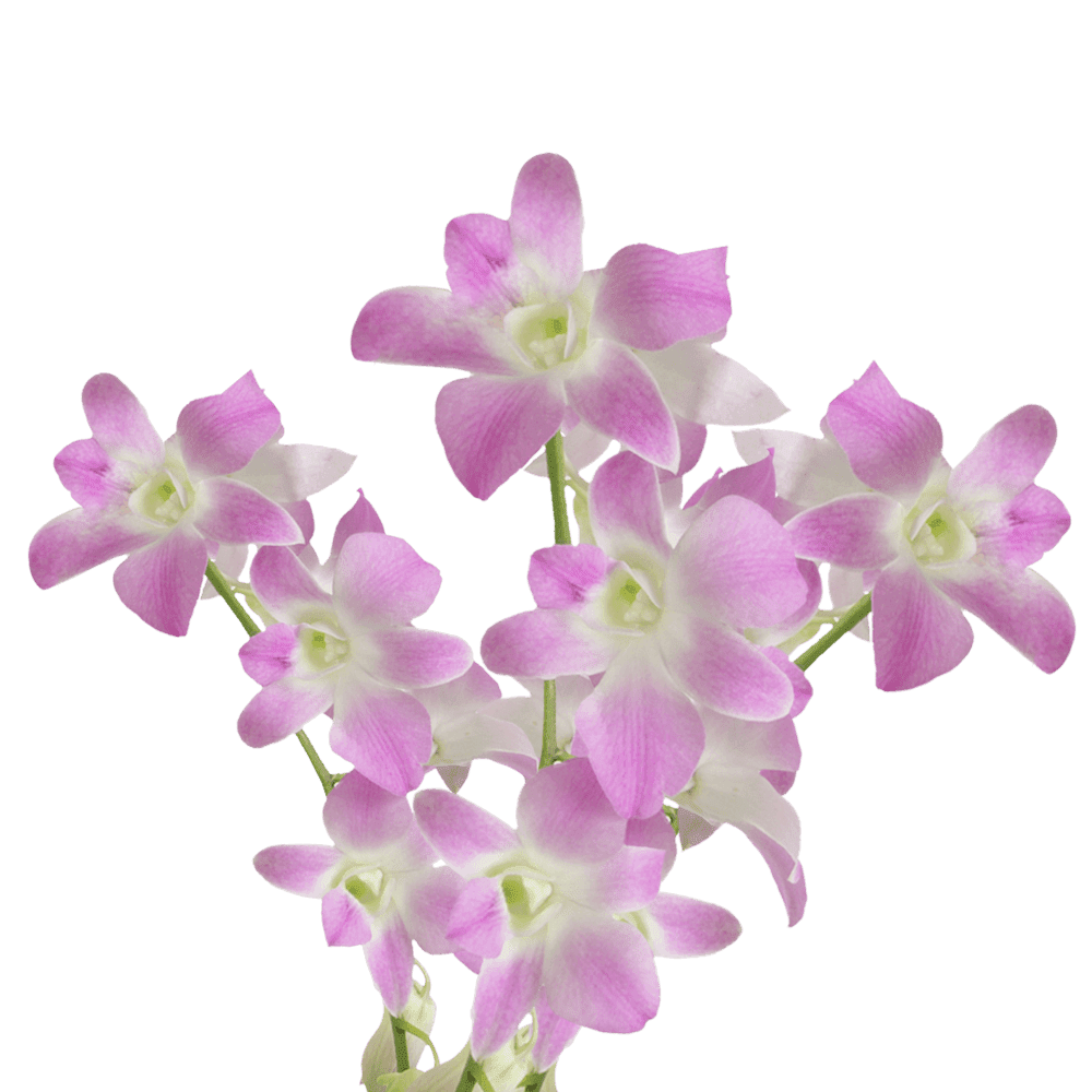 Beautiful Dendrobium Orchids
