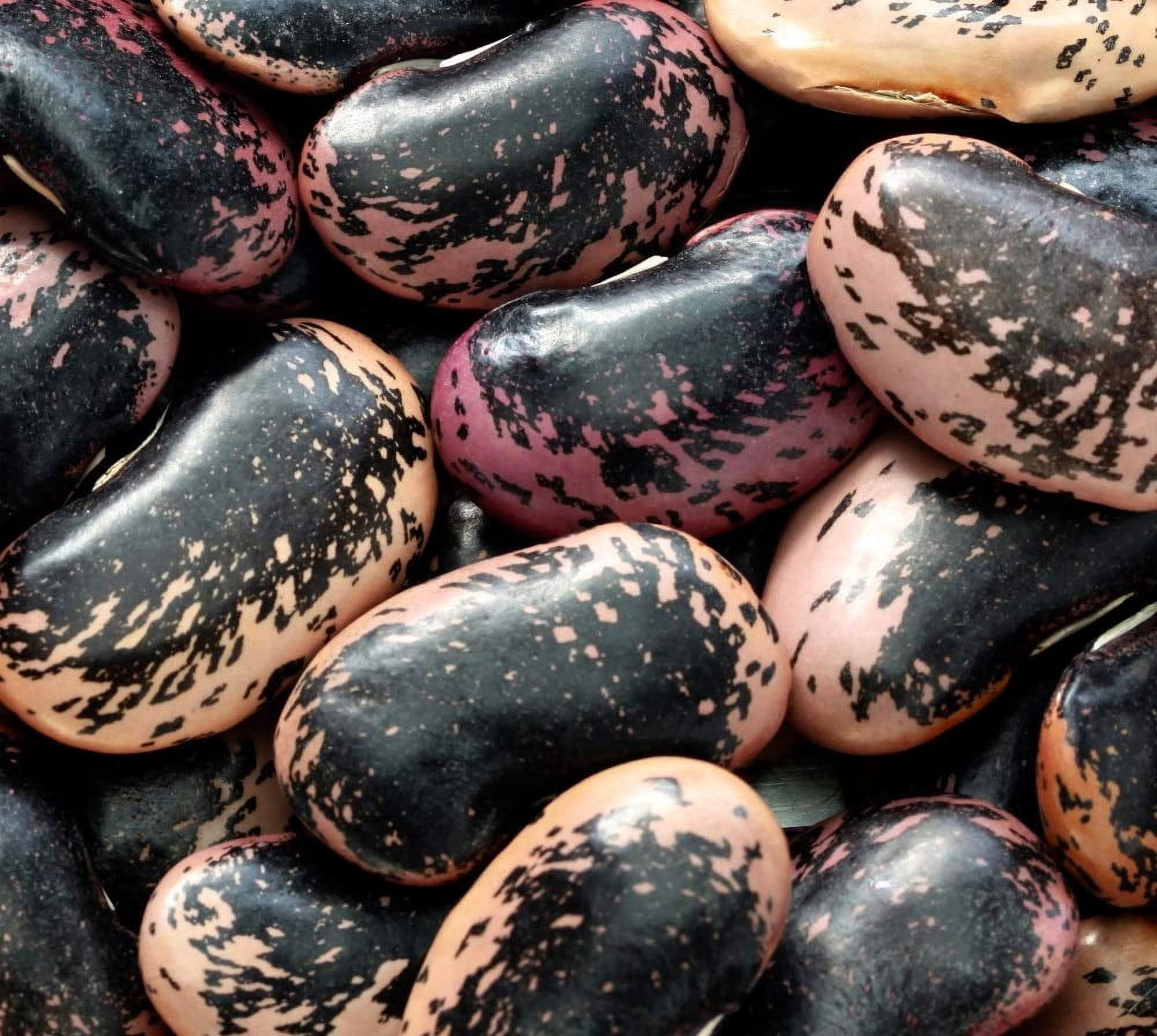 20 Scarlet Runner Bean Seeds | Non-GMO | Fresh Garden Seeds - Walmart.com
