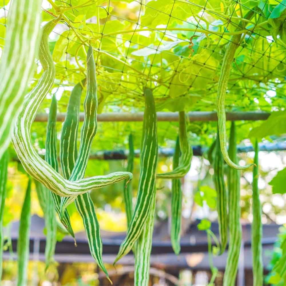 20+ Seed Snake Gourd Seeds for MVR1 Planting Outdoor- Perennial Exotic ...