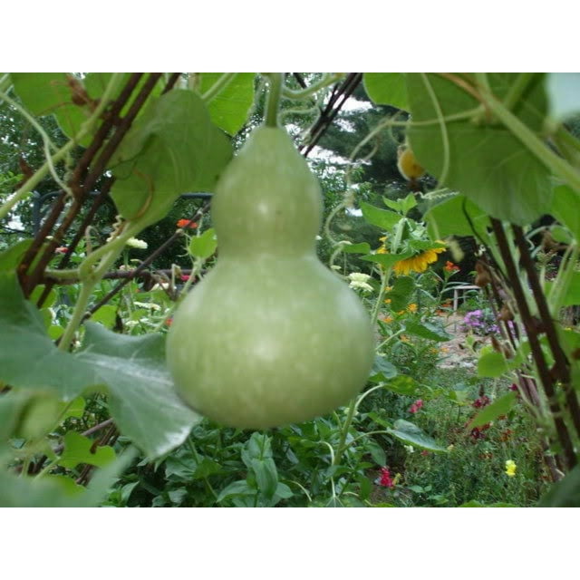 20 Seeds BIRDHOUSE GOURD (Hard Shelled Gourd / Calabash) Lagenaria ...