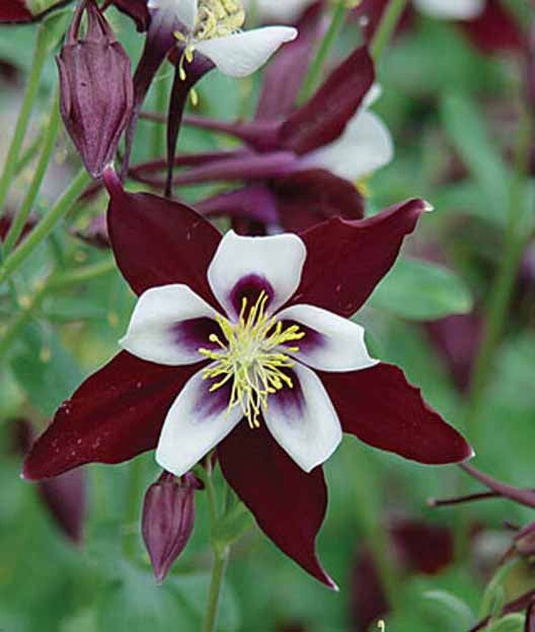 20 Seeds BURGUNDY Columbine McKana Giants Flower Seeds, Perennial ...