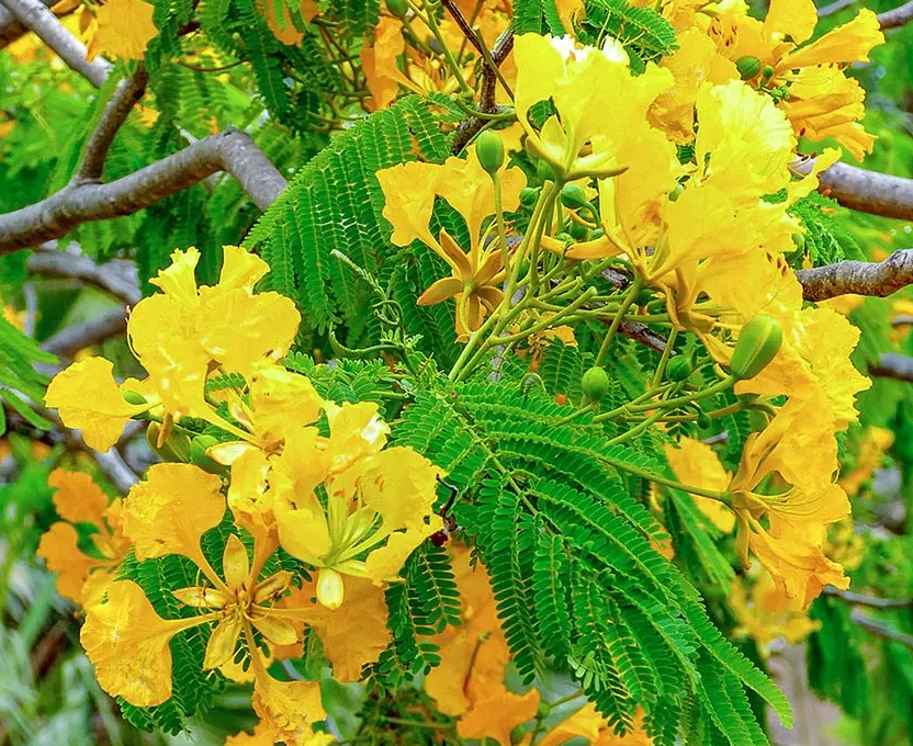 20 Seeds Delonix Regia Yellow Flamboyant Royal Poinciana Seeds, Rare ...