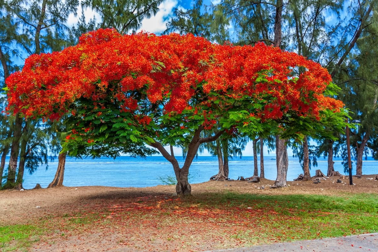 20 Seeds Delonix regia - Royal Poinciana Flamboyant Flame Tree Gulmohar ...