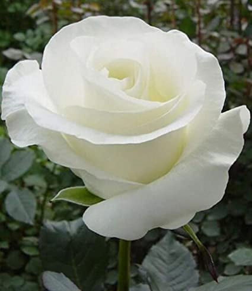 20 Seeds White Bush Rose, Double White Rose Flower Seeds, Perennial ...