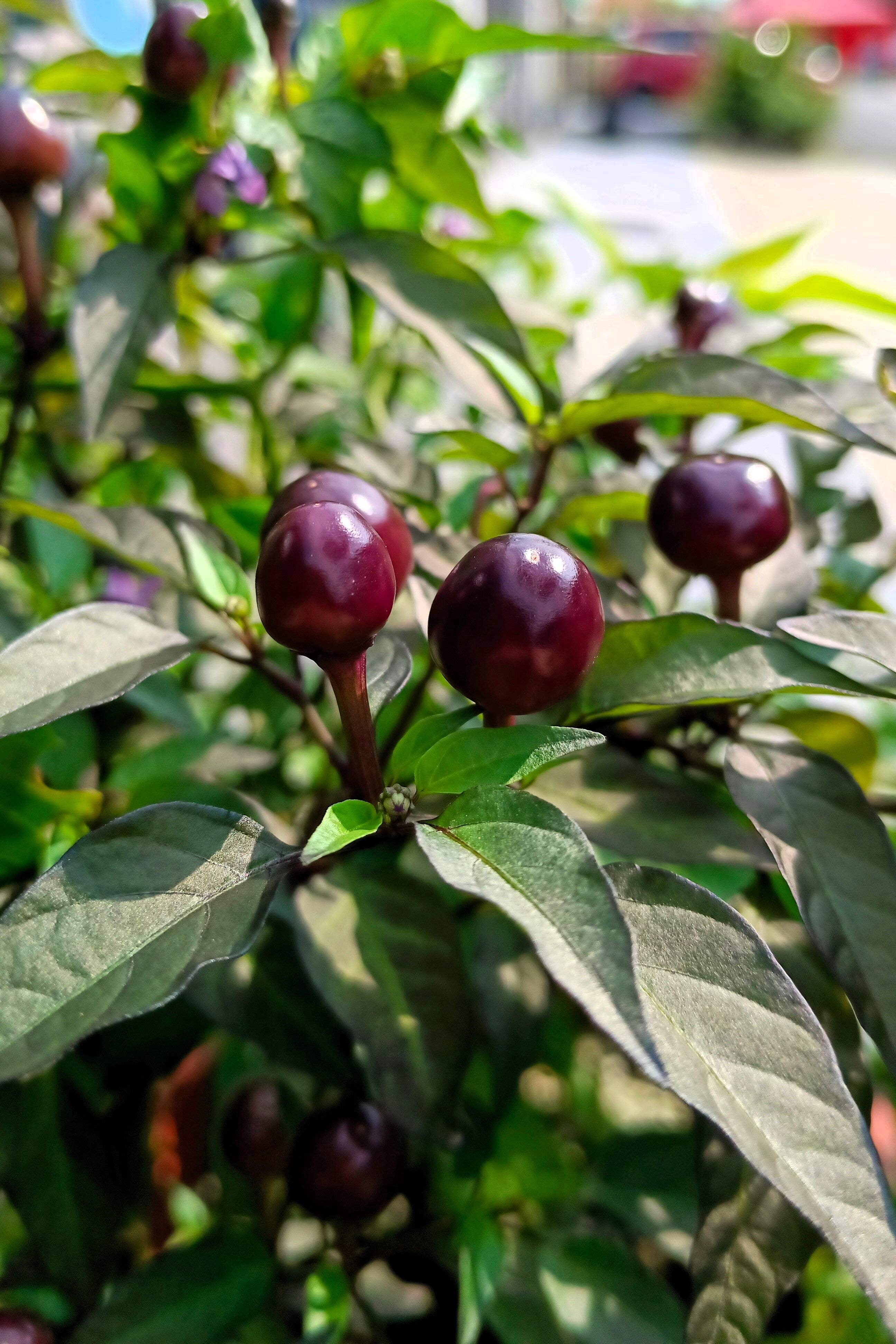 20 Seeds FILIUS BLUE PEPPER Capiscum Annuum Christmas Pepper Vegetable ...