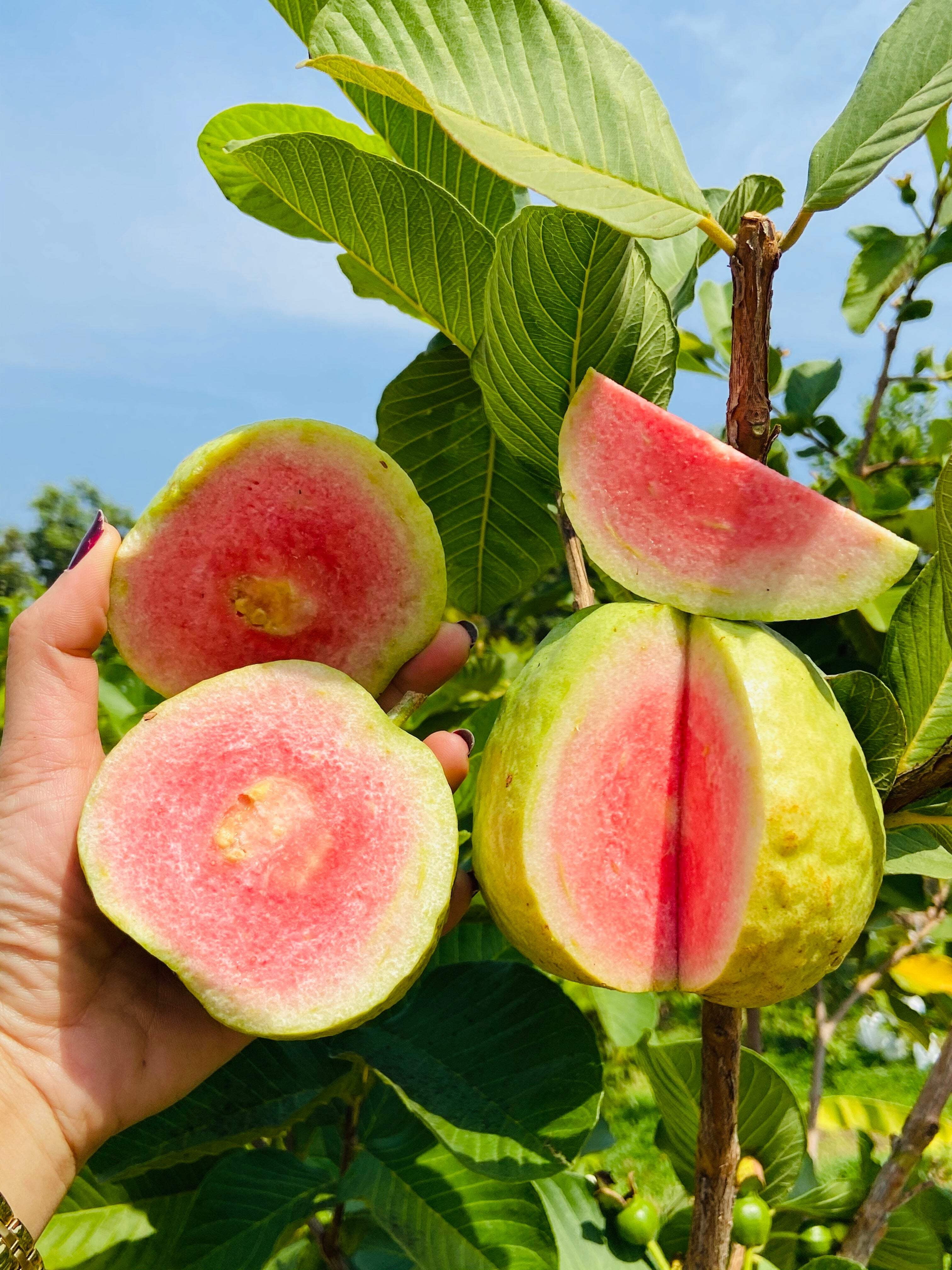 20 *Seeds GUAVA FRUIT Tree Shrub Psidium Guajava White Flowers Fruit ...