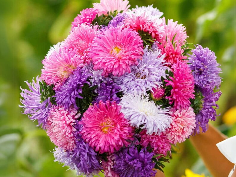 20 Seeds Giant of California Mix Aster Seeds Callistephus Cold Potted ...