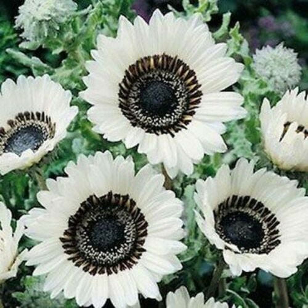 Italian White Sunflower Seeds, 20 Pack, 5-7 Ft. Annual Flower Planting ...