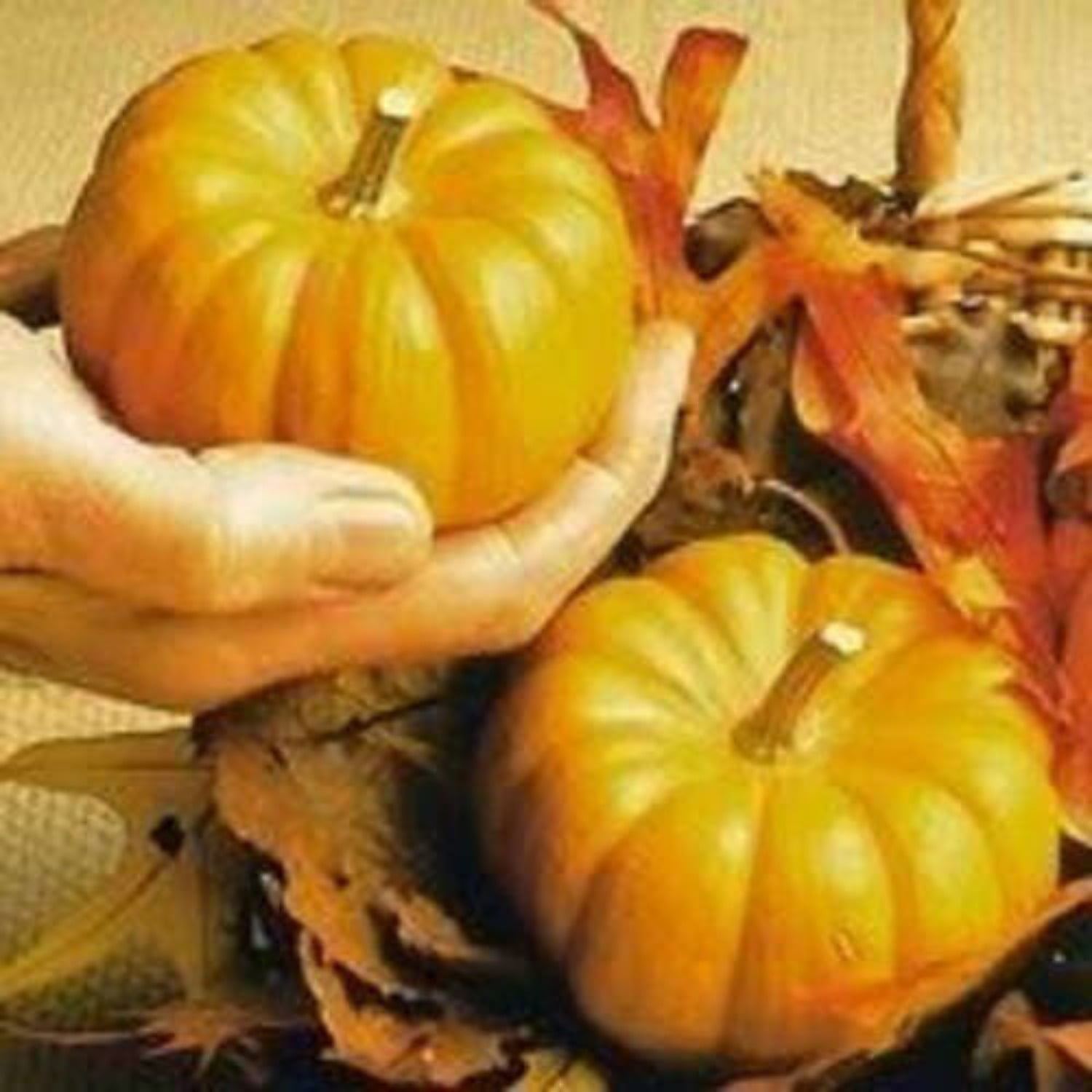 20 Seeds JACK Be LITTLE PUMPKIN Miniature Vegetable Cucurbita Pepo ...