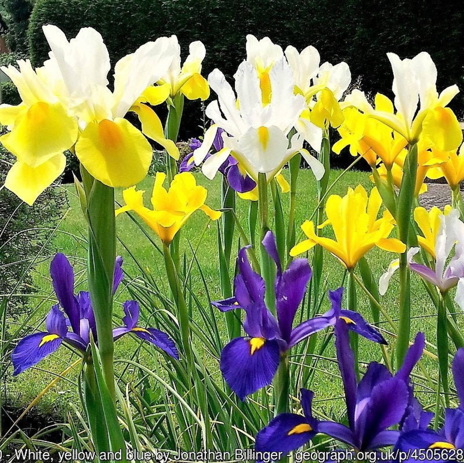 20 Seeds MIXED SIBERIAN IRIS Sibirica Iris Bicolor Blue Red White ...