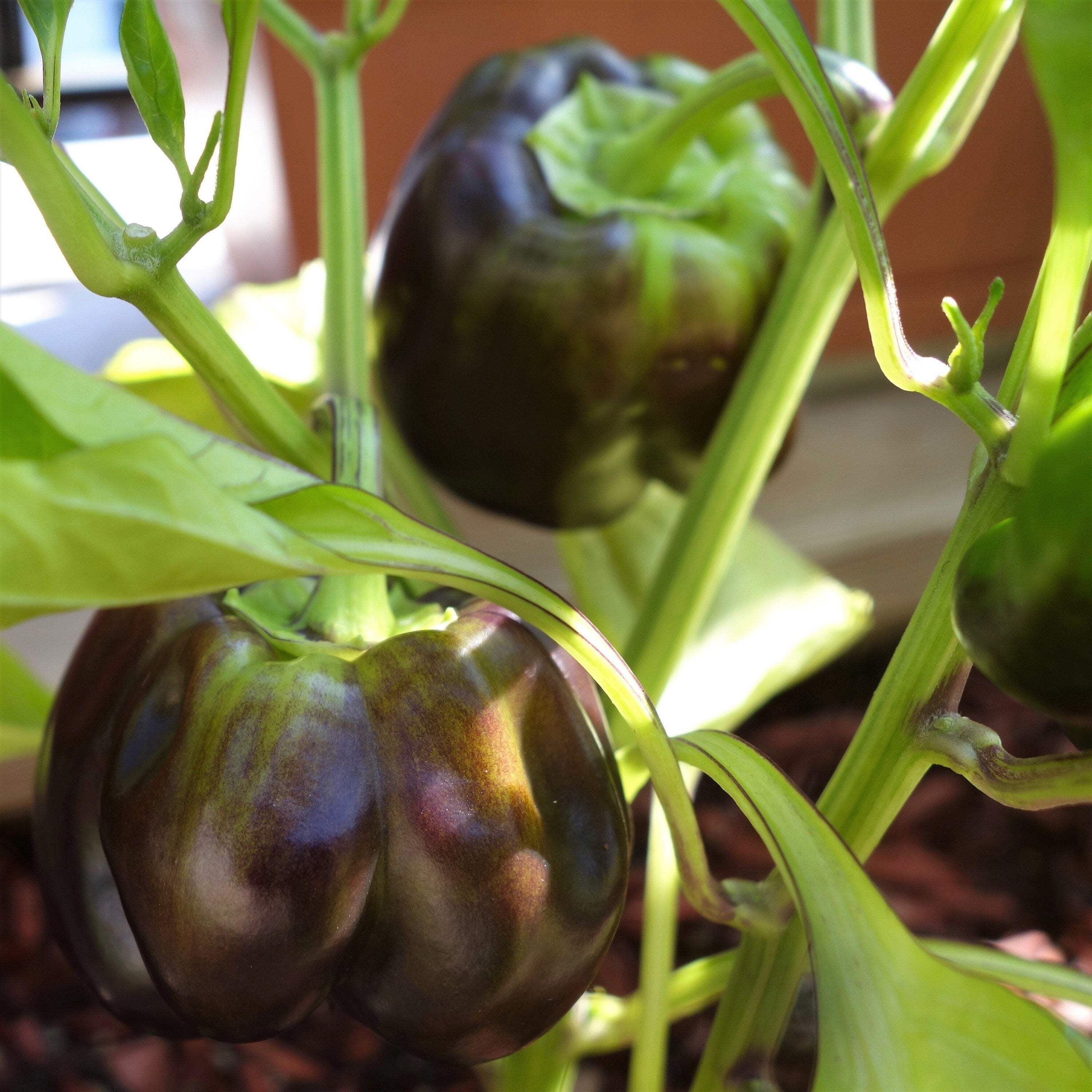 20 Seeds Organic Chocolate MINI BELL PEPPER Brown Sweet Mild Miniature ...