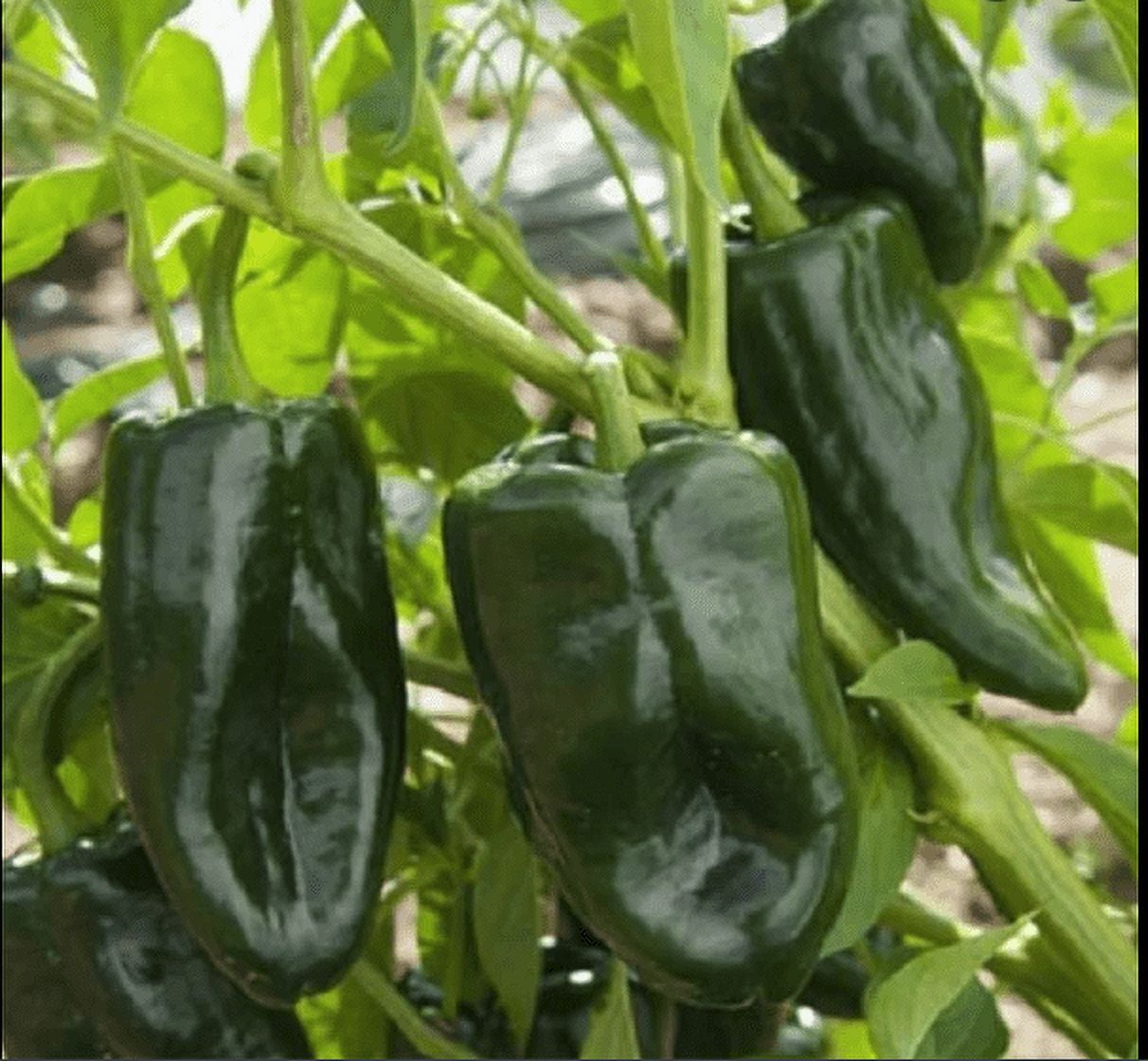 20 Seeds Organic Poblano Pepper Plant Seeds Mildly Hot Pepper Flavor ...