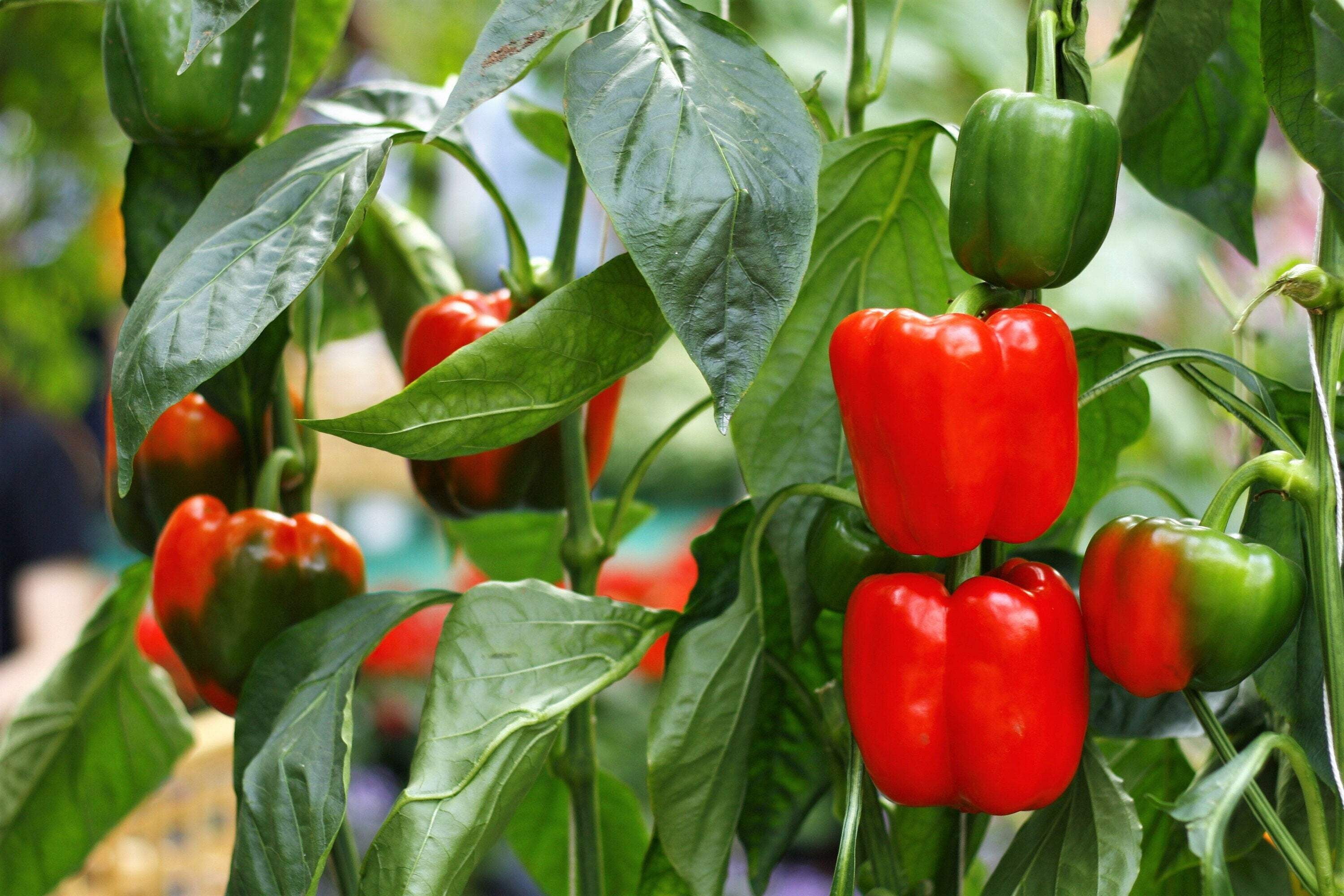 Organic Red Mini Bell Pepper Seeds - Sweet Mild Miniature Capsicum ...