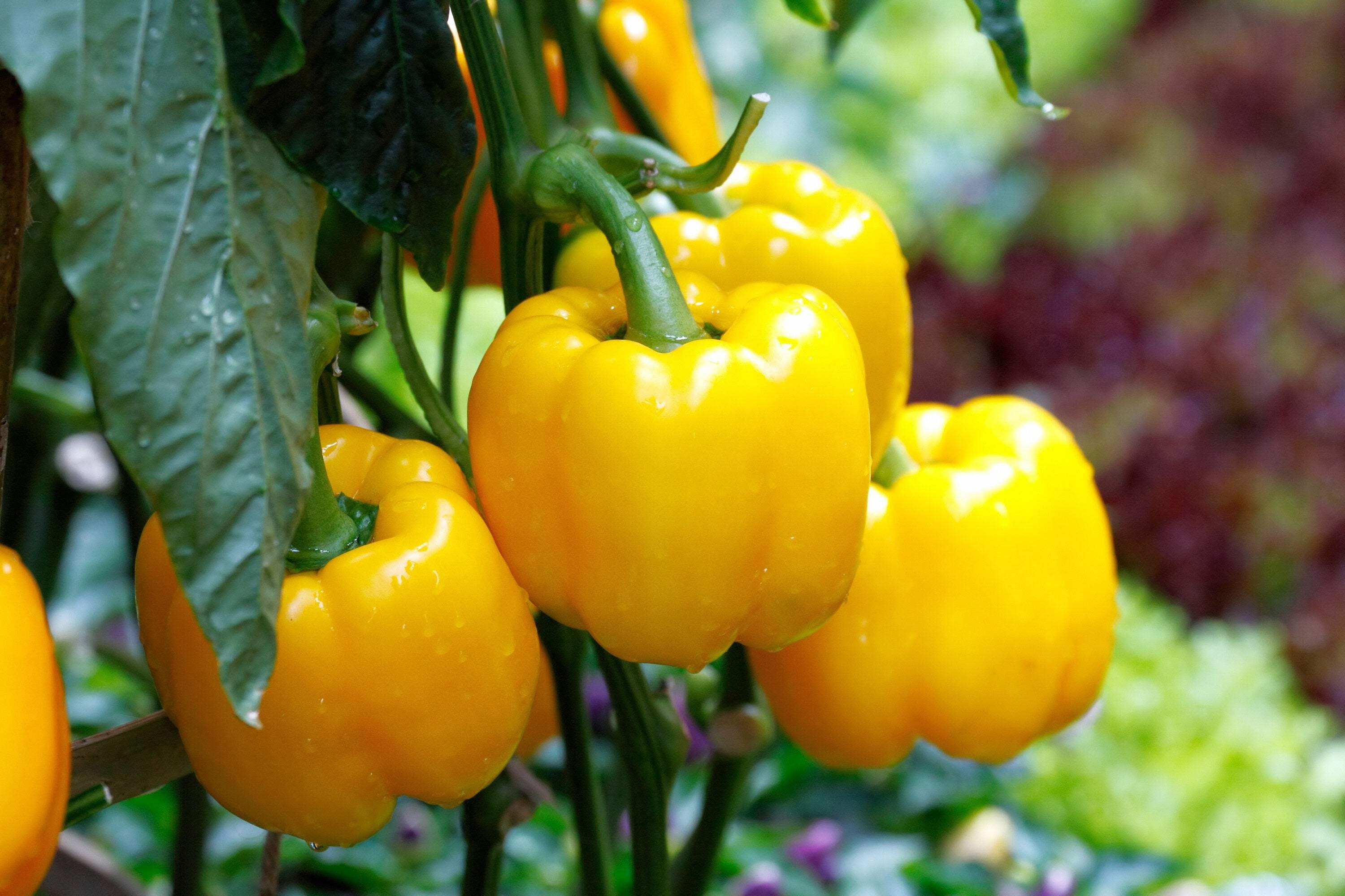 20 Seeds Organic Yellow MINI BELL PEPPER Sweet Mild Miniature Capsicum ...