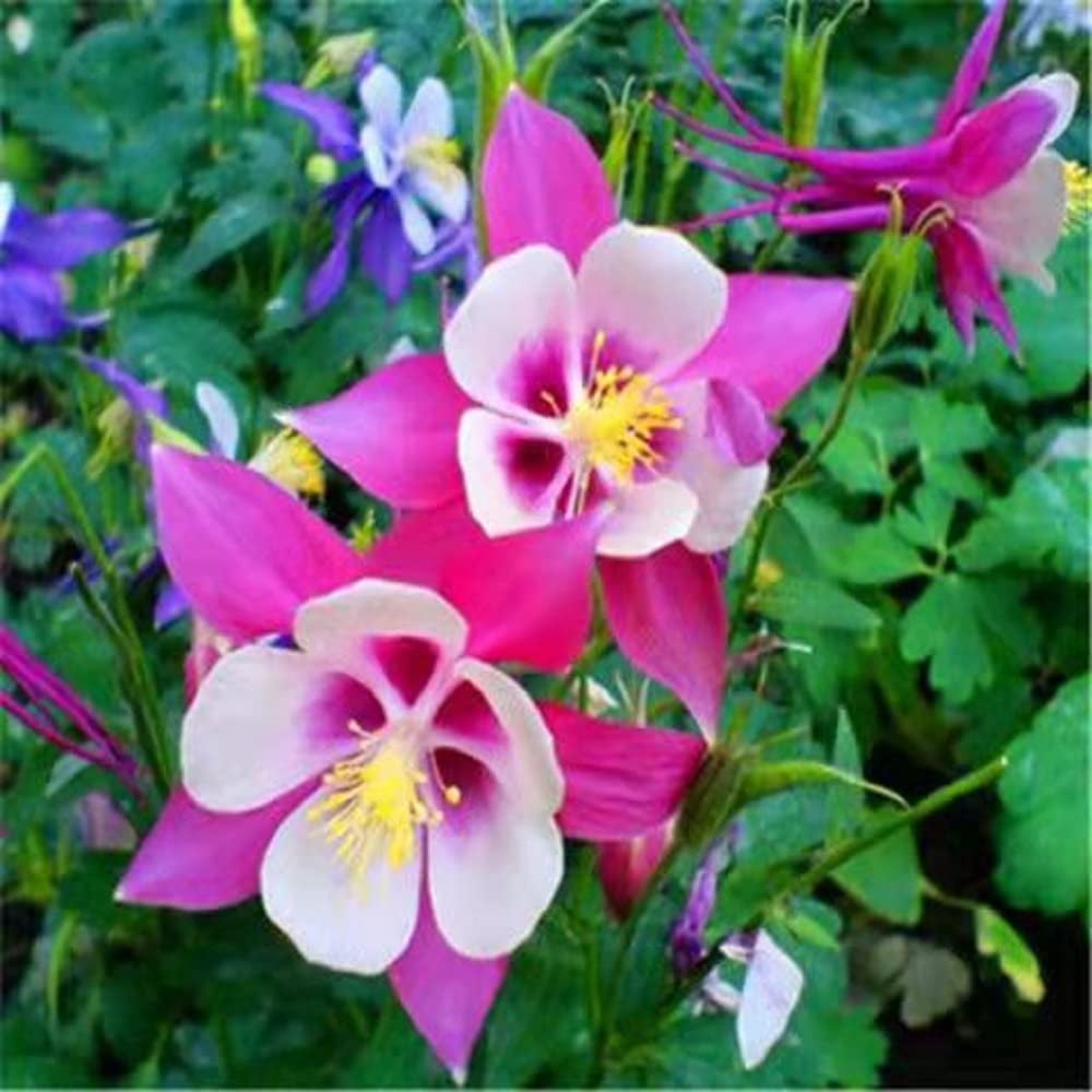 20 Seeds PINK Columbine McKana Giants Flower Seeds, Perennial Colorful ...