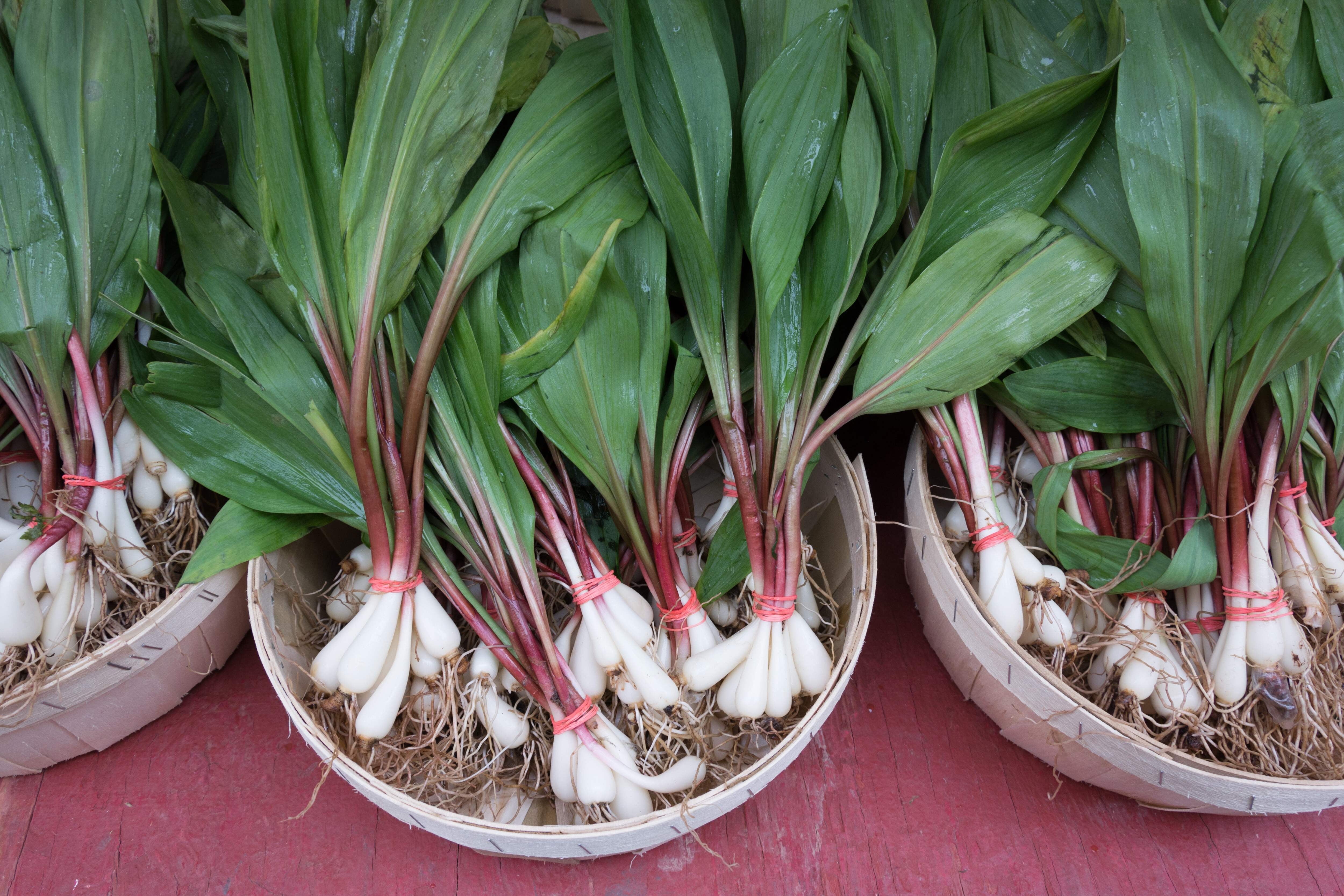 20 * Seeds RAMP / WILD LEEK Allium Tricoccum Ramps Vegetable Herb White ...