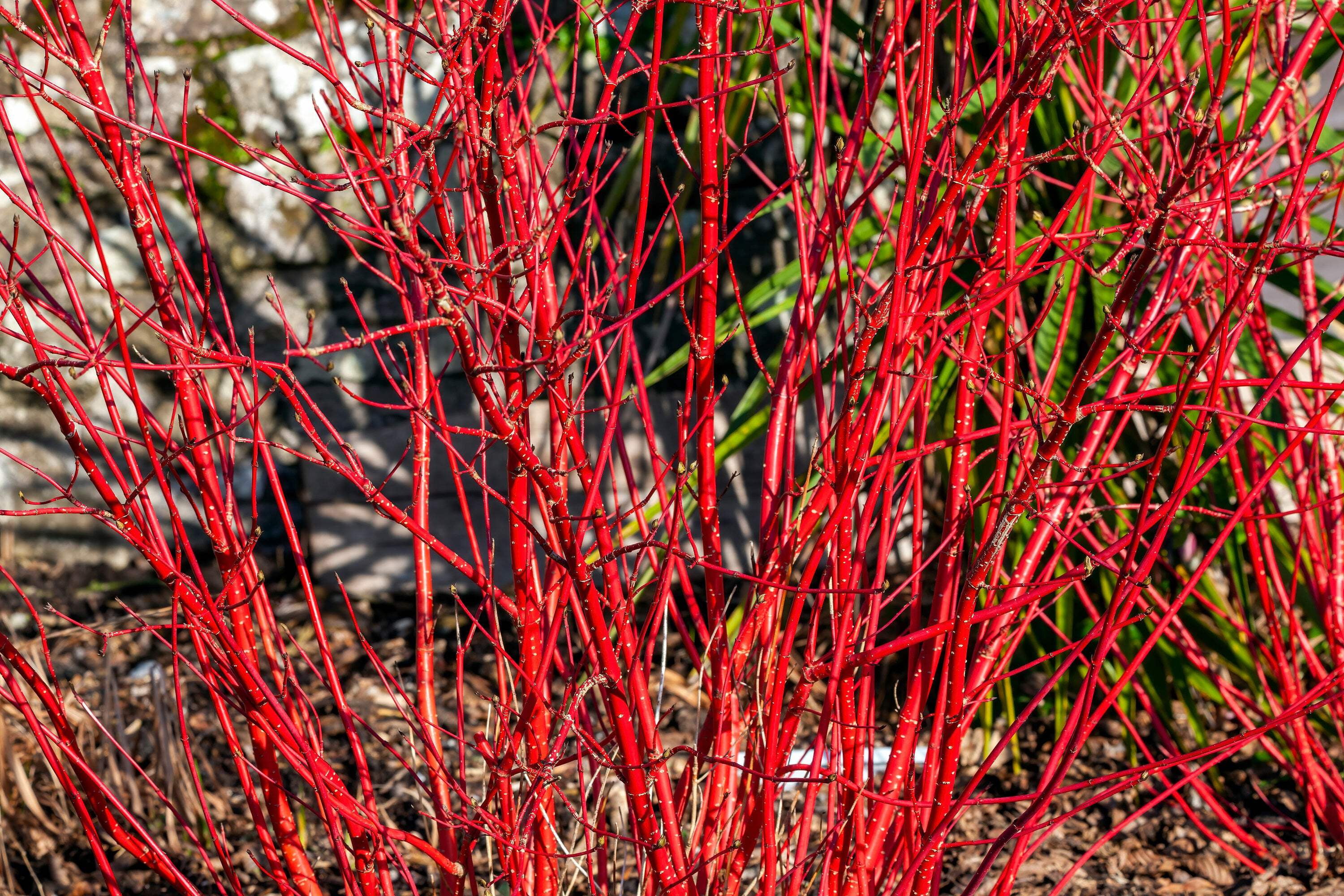 Walmart 20 Seeds Red Twig Dogwood, American Red Osier Shrub, White ...