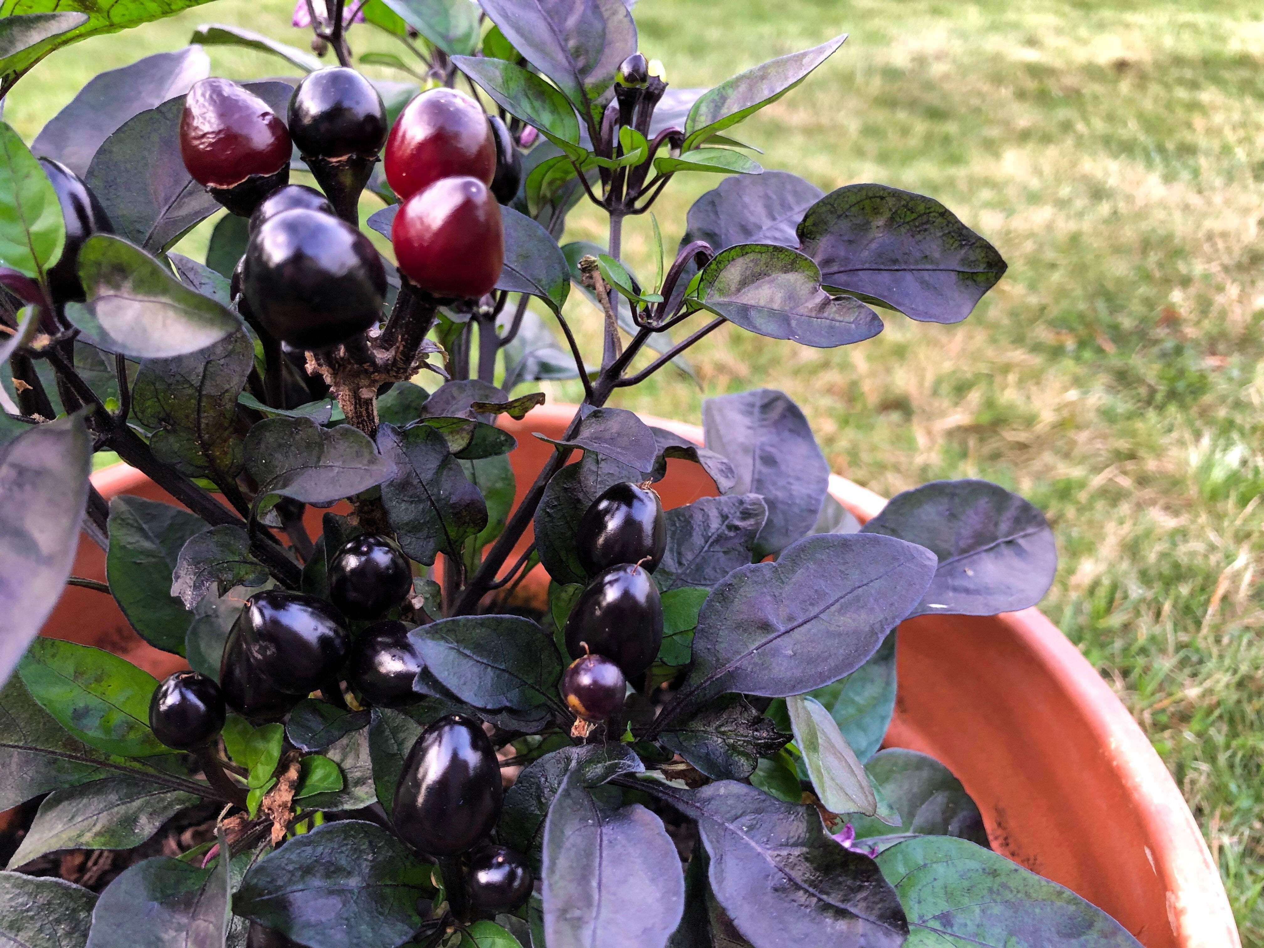 20 Seeds ROYAL BLACK PEPPER Capsicum Annuum Very Hot Chilli Vegetable ...