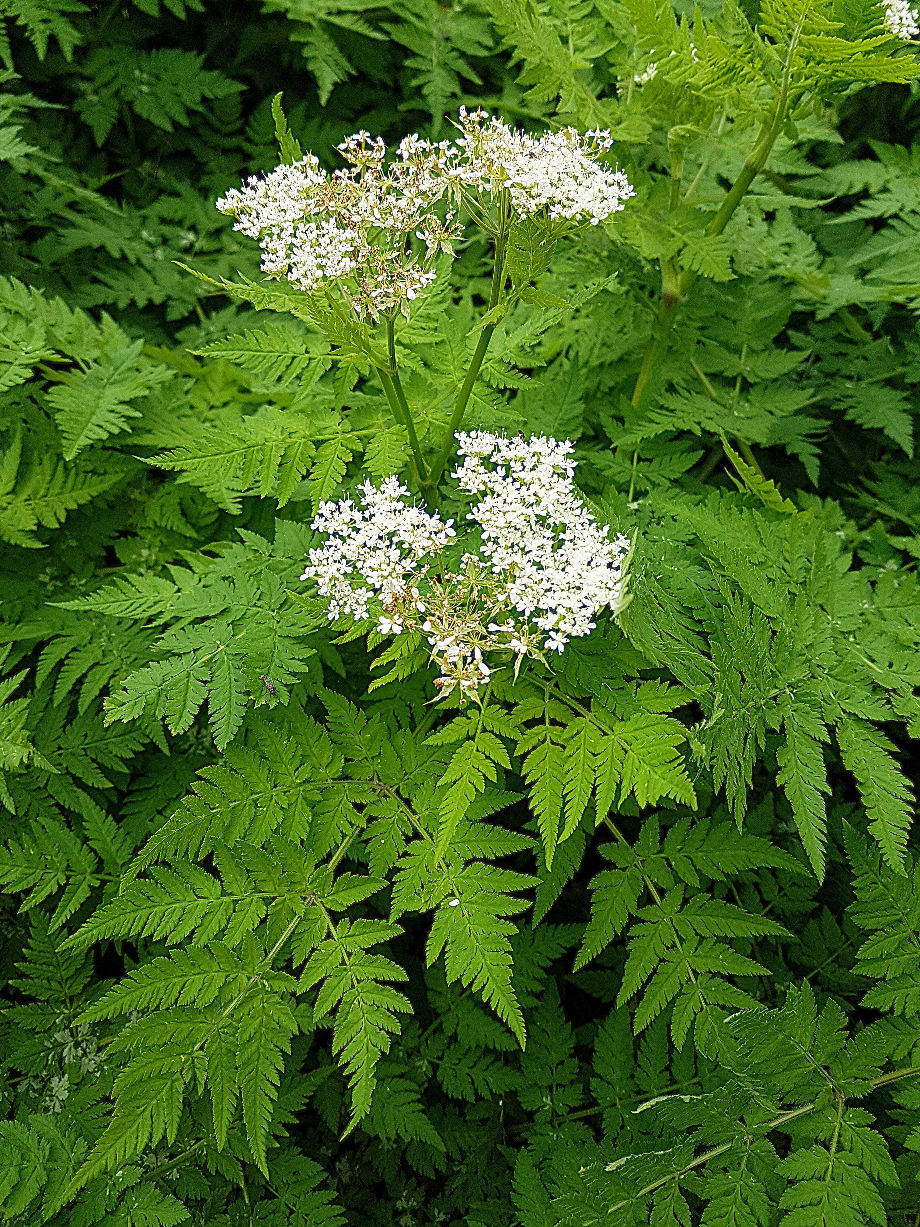 20 Seeds SWEET CICELY Myrrhis Odorata Herb Fragrant Flower Licorice ...