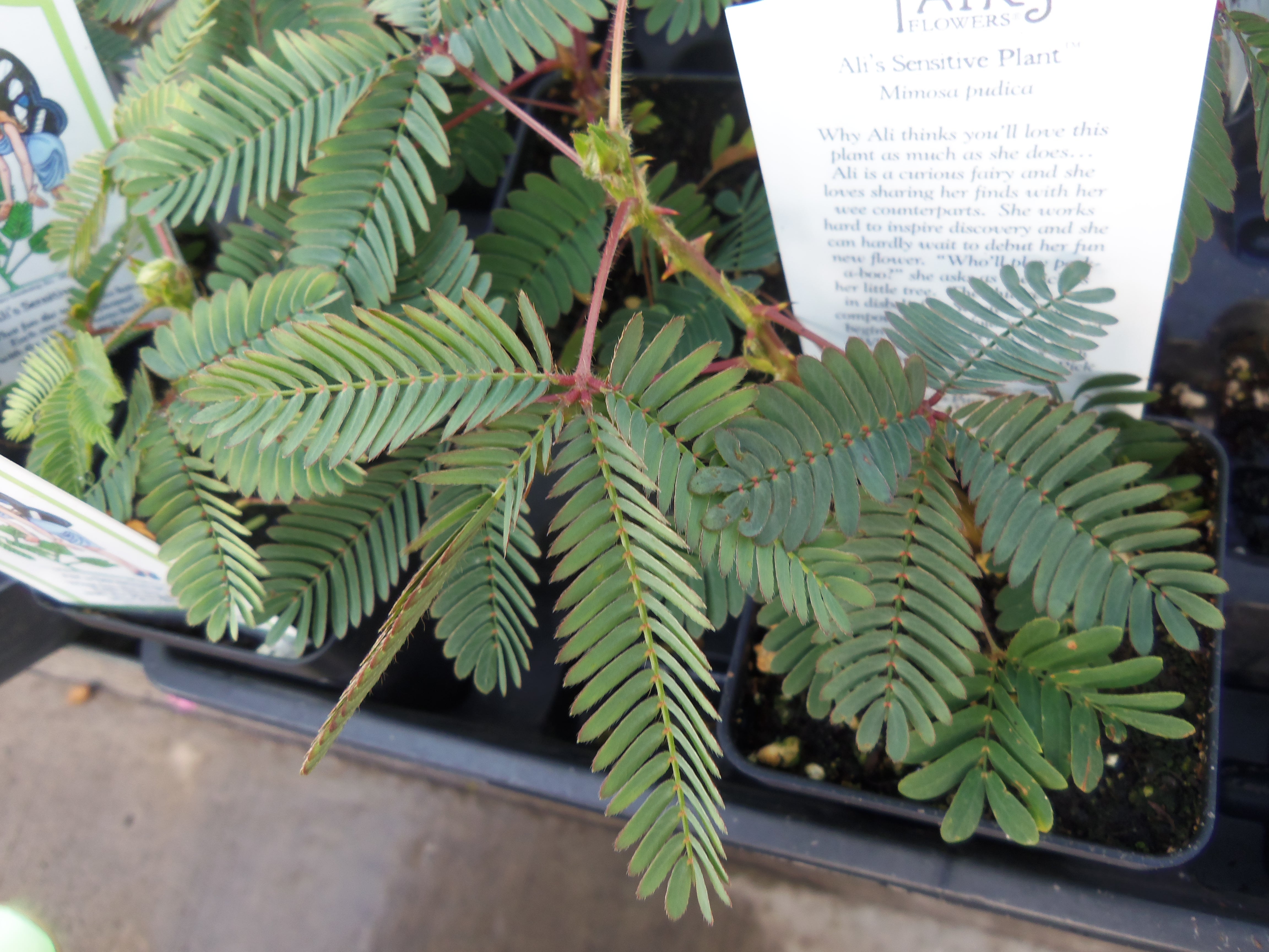 Serendipity Seeds, Sensitive Plant Seeds, Mimosa pudica, Leaves Move ...