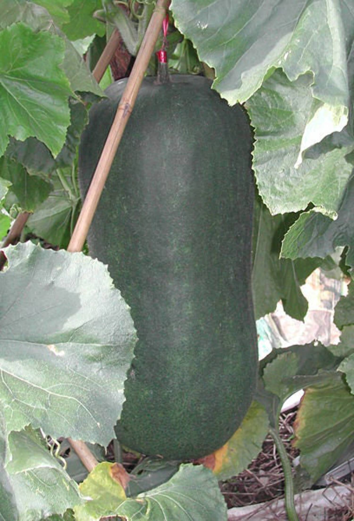 20 Seeds WAX GOURD Winter Melon White Ash Benincasa Hispida Vegetable ...