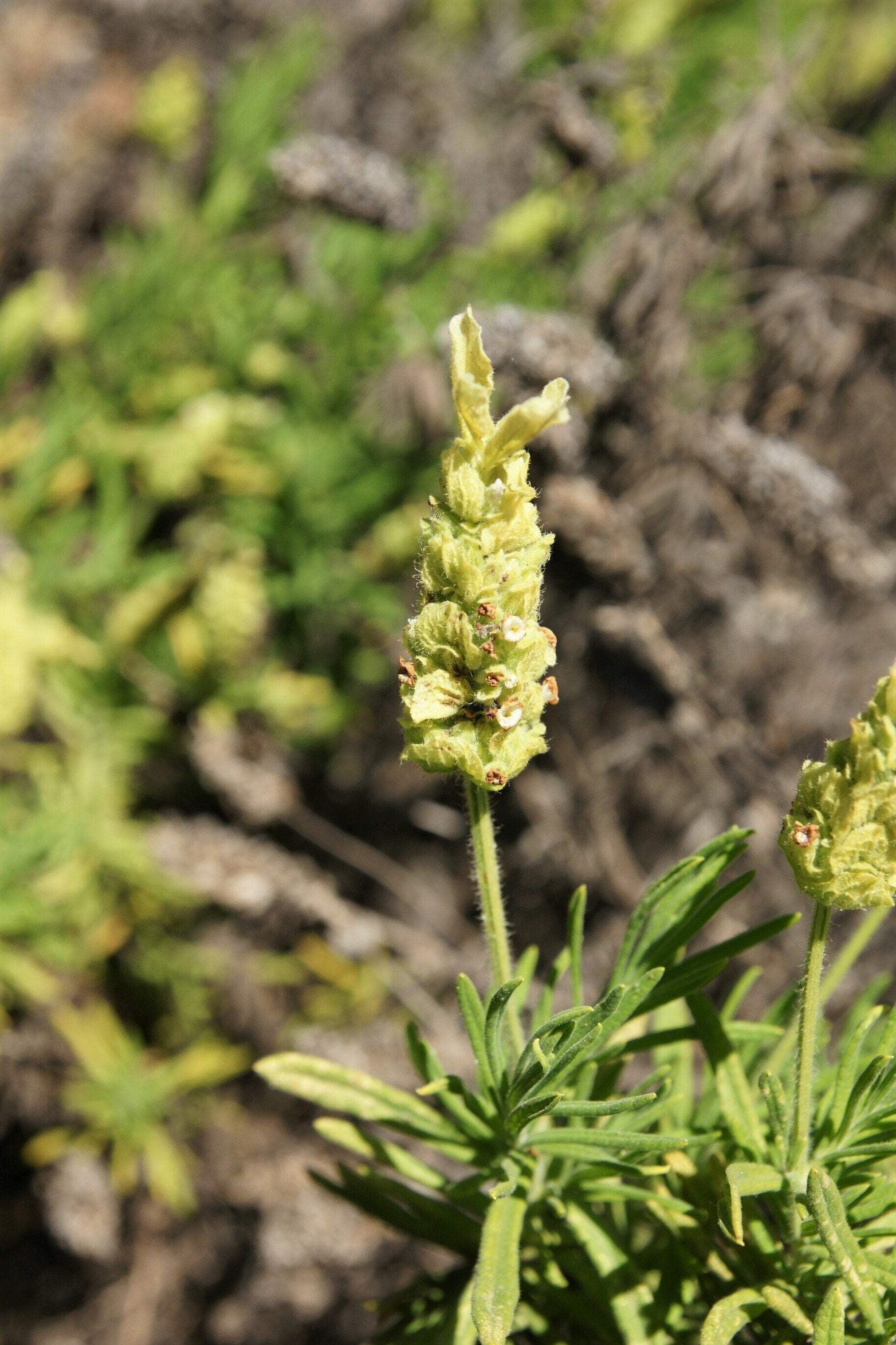 20 Seeds YELLOW LAVENDER Lavandula Viridis aka Canary Island, Green ...