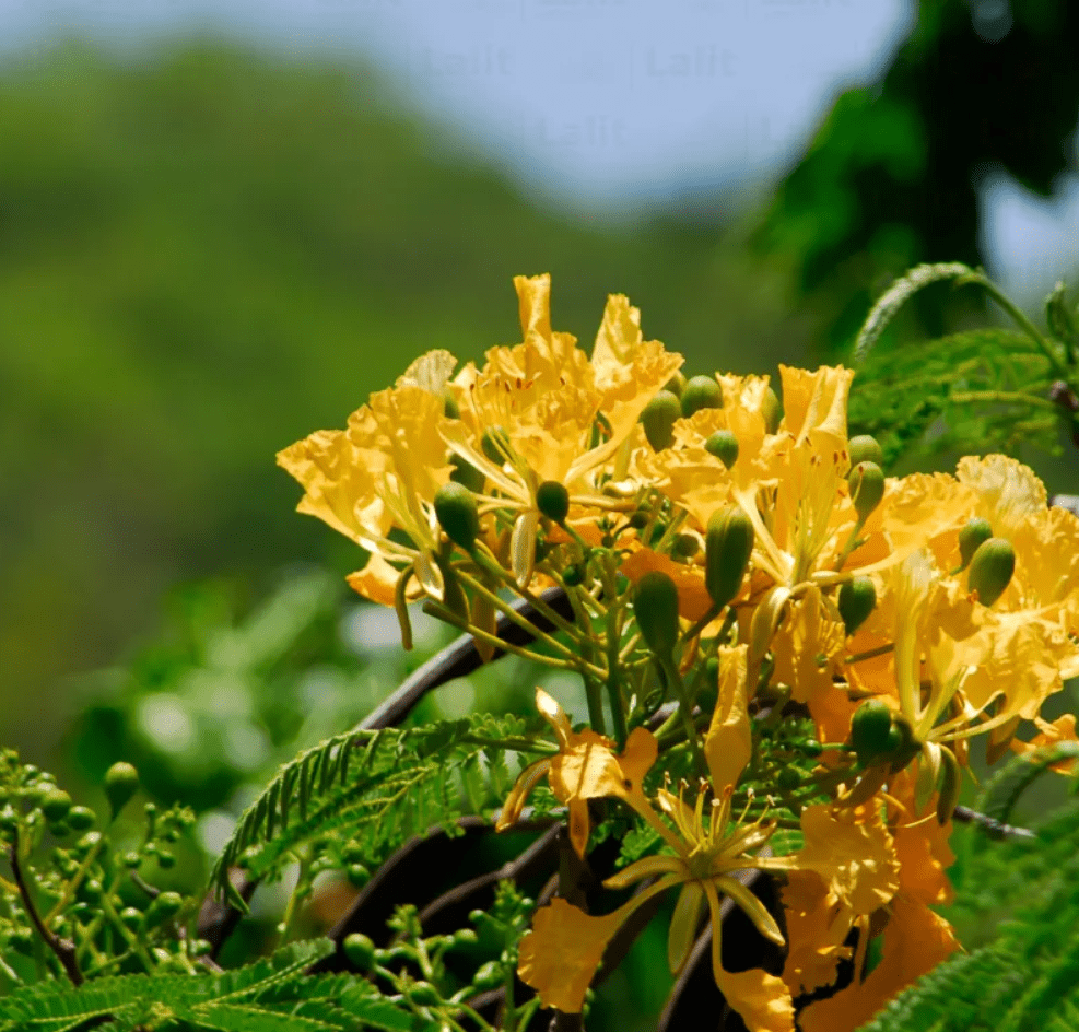 20 Seeds Yellow Flamboyant Seeds for Planting, Delonix Regia Seeds for ...