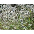 20 Silver GIANT GLOBE THISTLE Echinops Sphaerocephalus Great ...
