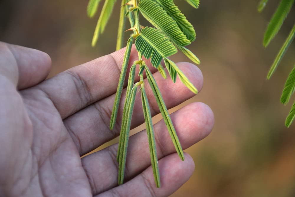20 Sleeping Grass Seeds to Grow - Amazing Plant That Moves When Touched ...