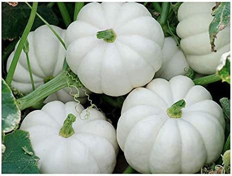 20 Small White Pumpkin Casperita Seeds for Planting - Excellent for ...