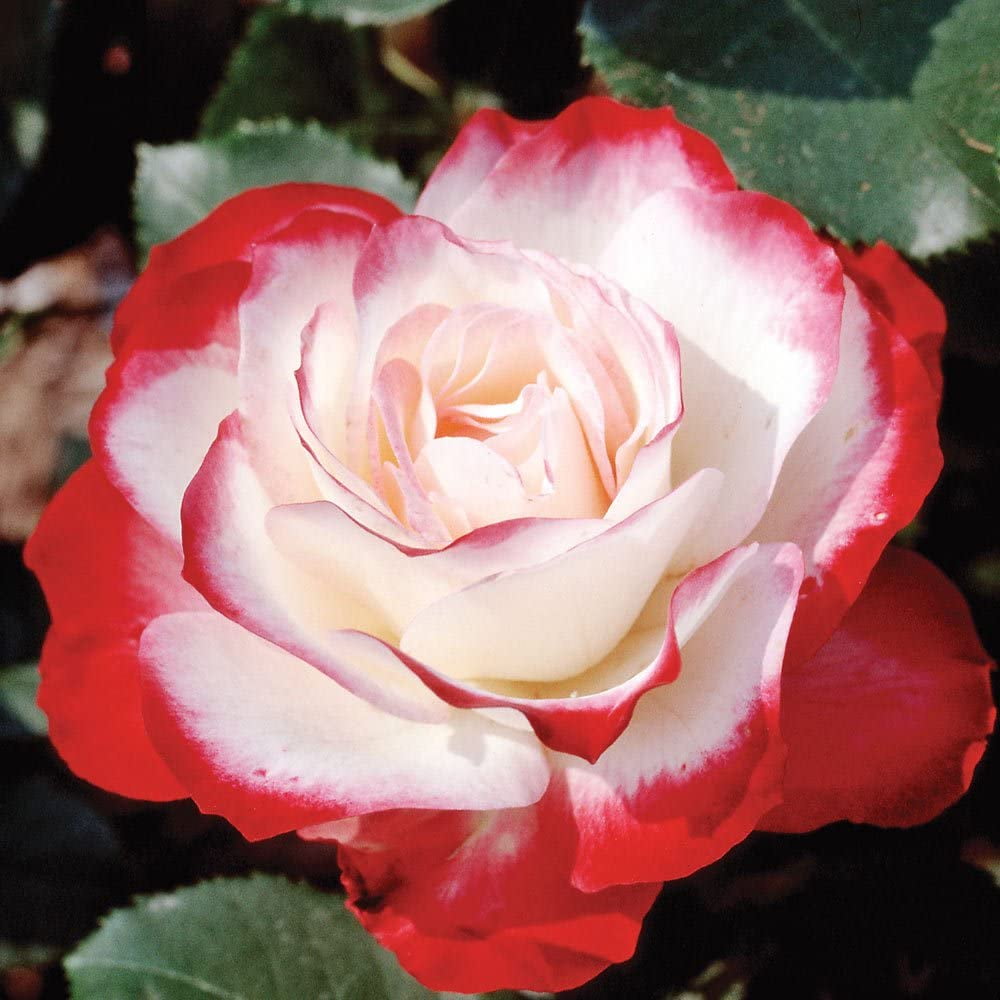20 Stargazer Rose Seeds Red White Rose - Walmart.com