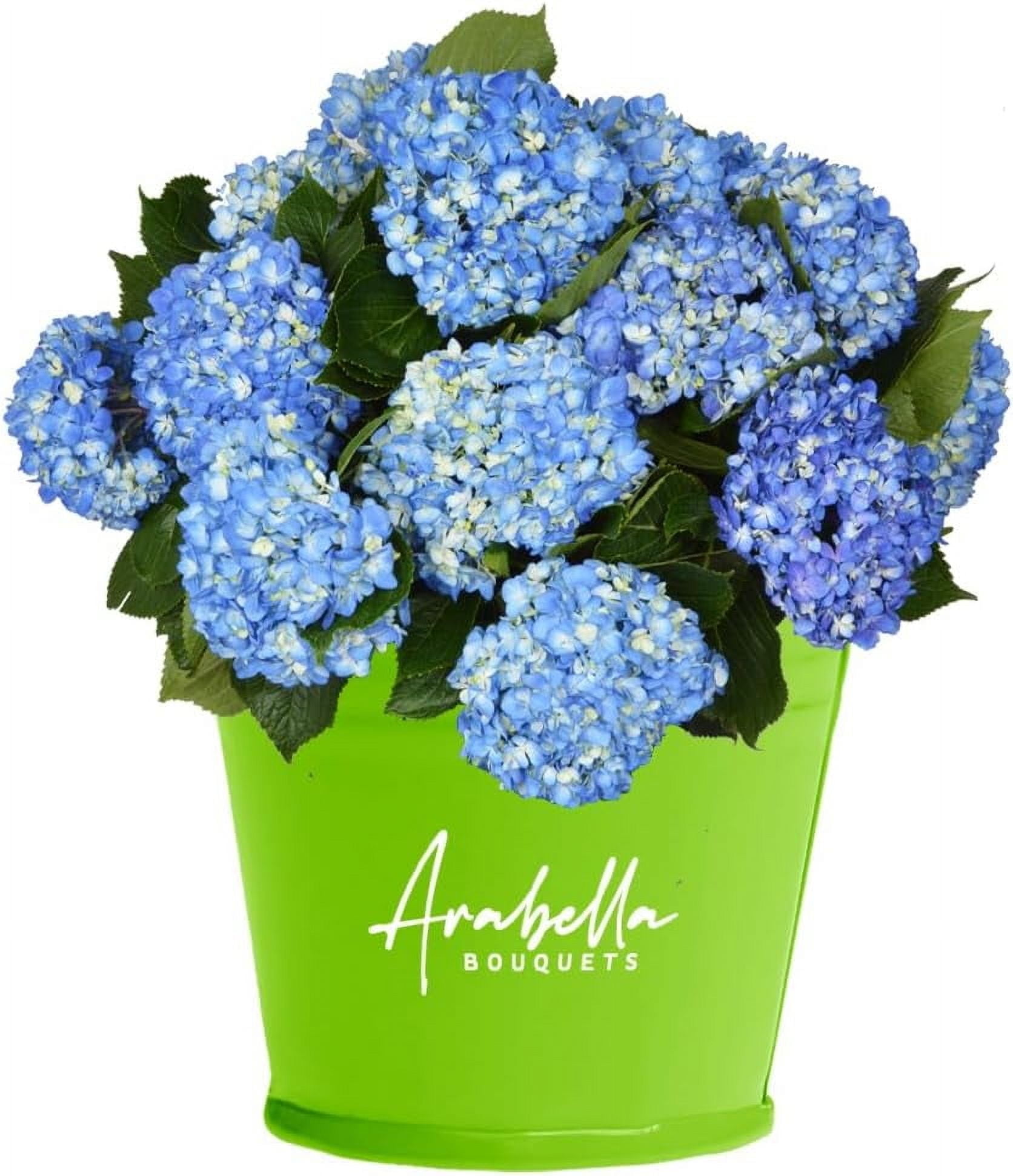 Arabella Bouquets 20 Shocking Blue Hydrangea - Walmart.com