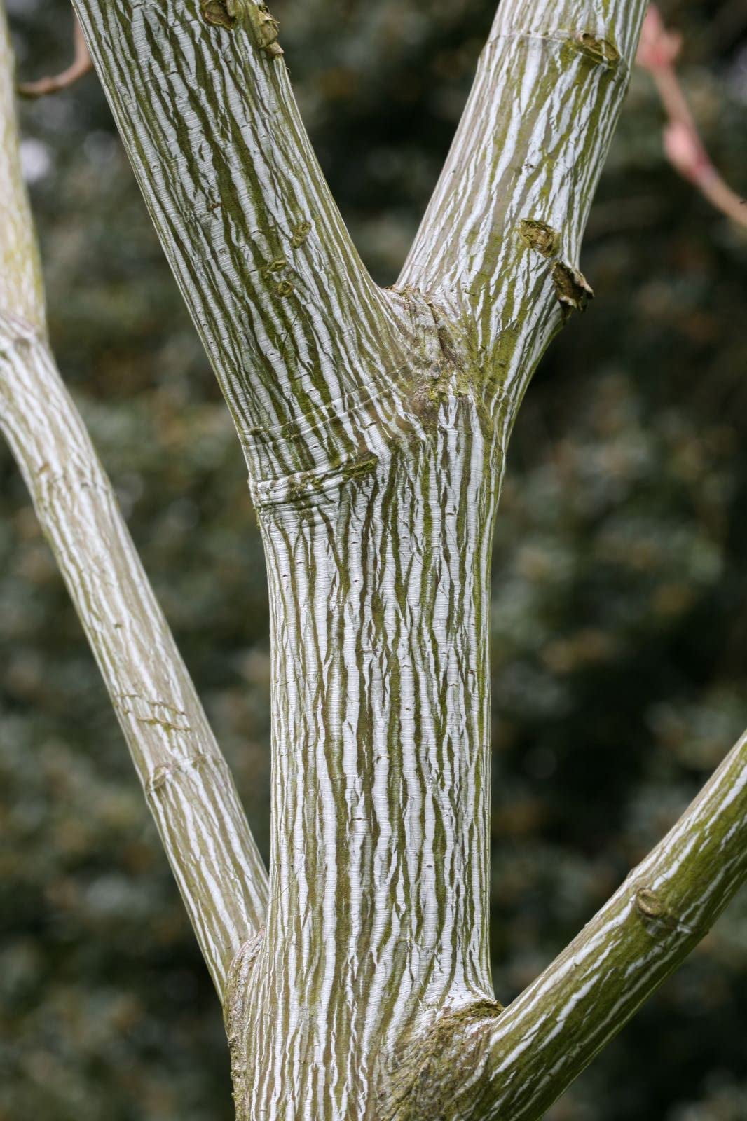 20 Striped Maple Tree Seeds - Acer pensylvanicum - Walmart.com