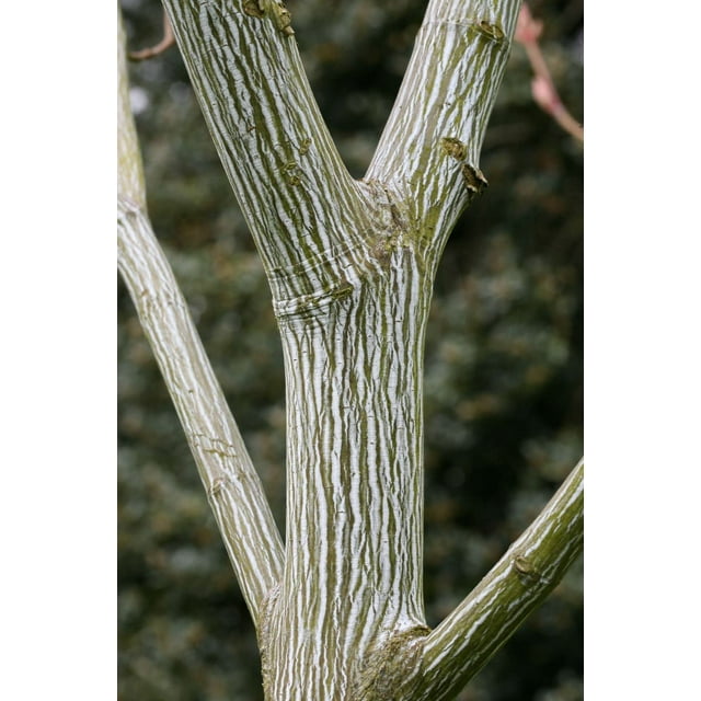 20 Striped Maple Tree Seeds - Acer pensylvanicum - Walmart.com