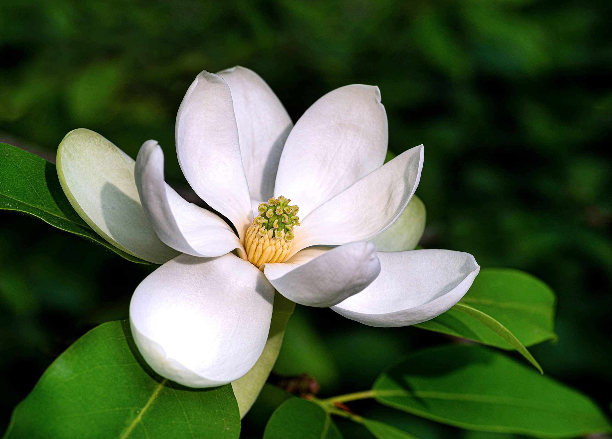 20 Sweetbay Magnolia Tree Seeds for Planting - Magnolia virginiana ...