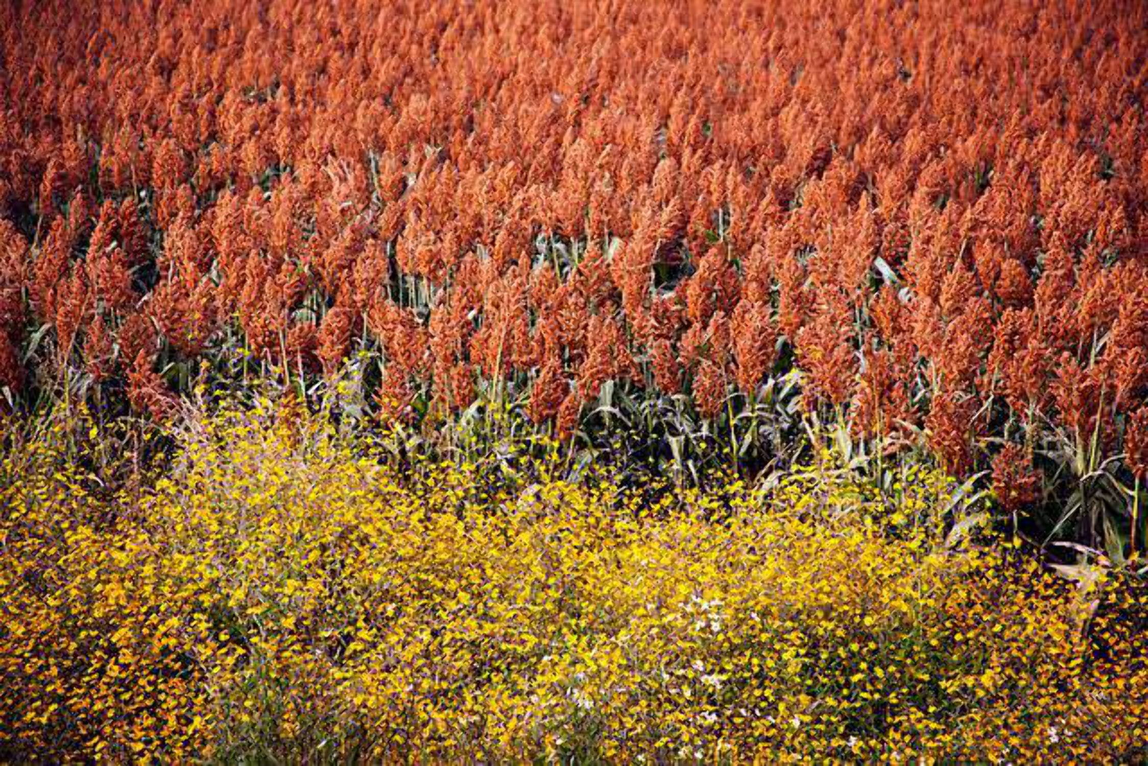 20 Syrup ROX ORANGE SORGHUM Waconia Sugar Cane Bicolor Vegetable Grain ...