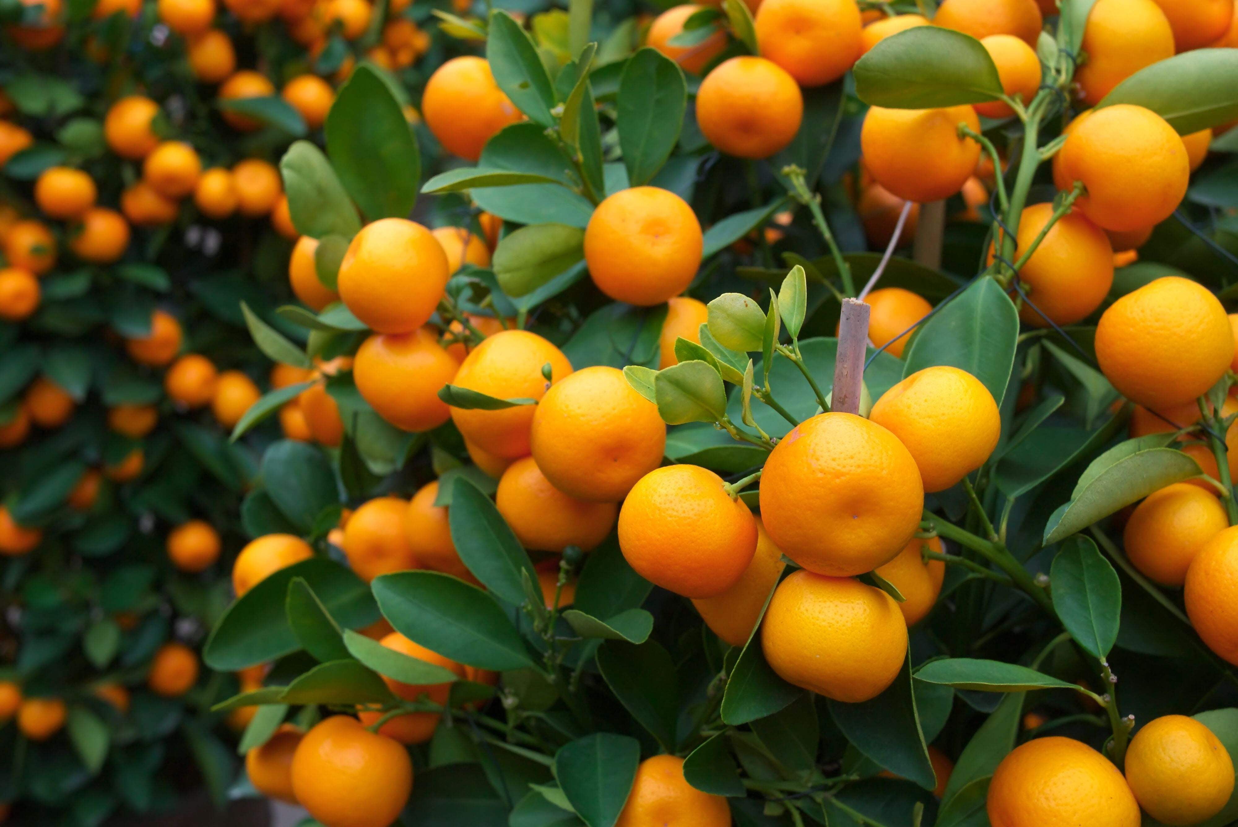 20 Tangerine Mandarin Orange Citrus Reticulata Fruit Tree Bush Seeds ...