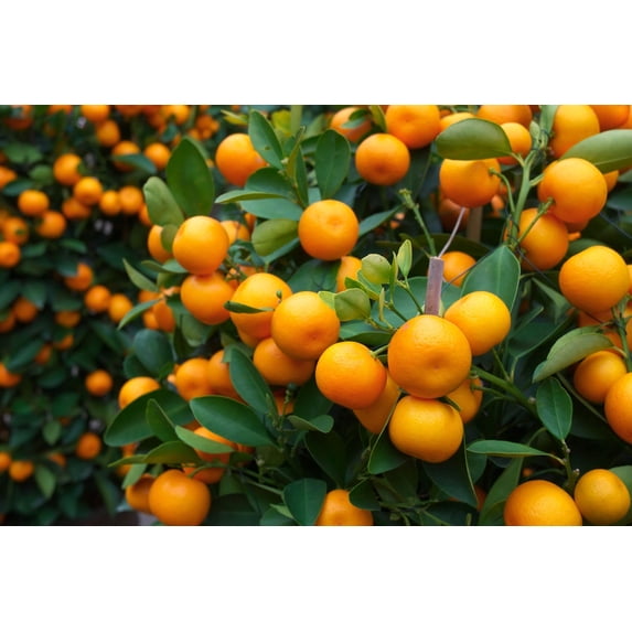 20 Tangerine Mandarin Orange Citrus Reticulata Fruit Tree Bush Seeds ...