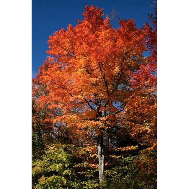 20 Tartarian FLAME MAPLE TREE Red Acer Tartaricum Seeds - Walmart.com