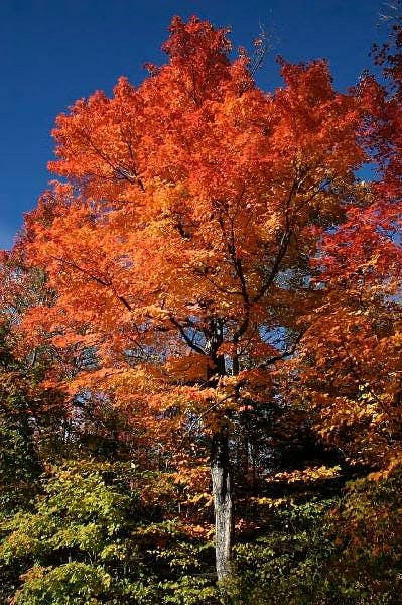 20 Tartarian FLAME MAPLE TREE Red Acer Tartaricum Seeds - Walmart.com