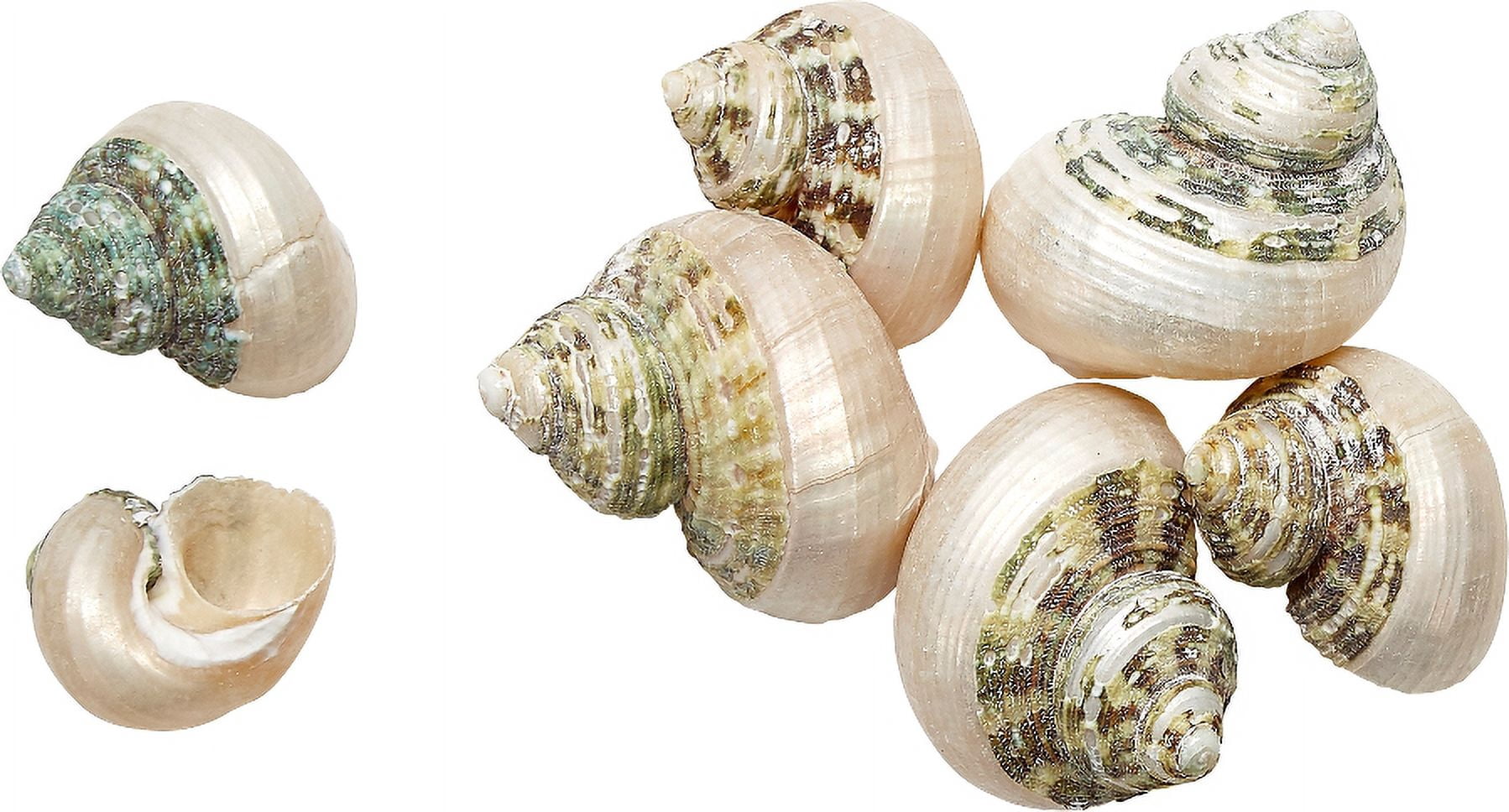 20 Turbo Brunnes Banded Seashells Beach Decor Crafts 1.25-1.75" (Set of ...